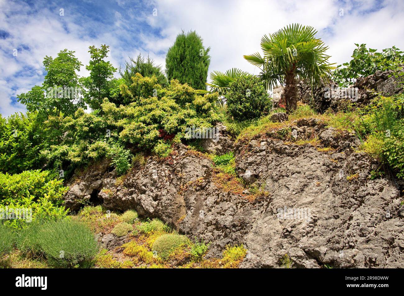 Floral mediterranean tree hi-res stock photography and images - Alamy