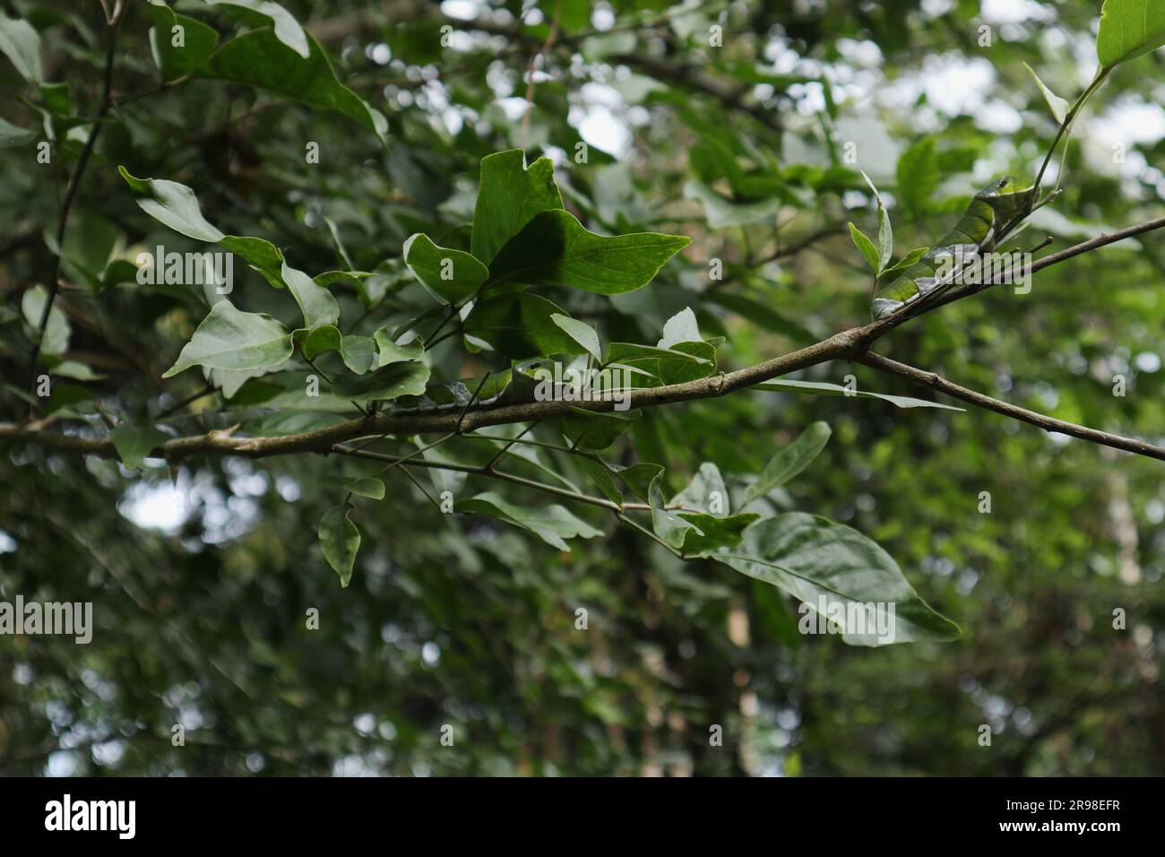 View of a Stone apple tree (Aegle Marmelos) branch with two Blue Mormon ...