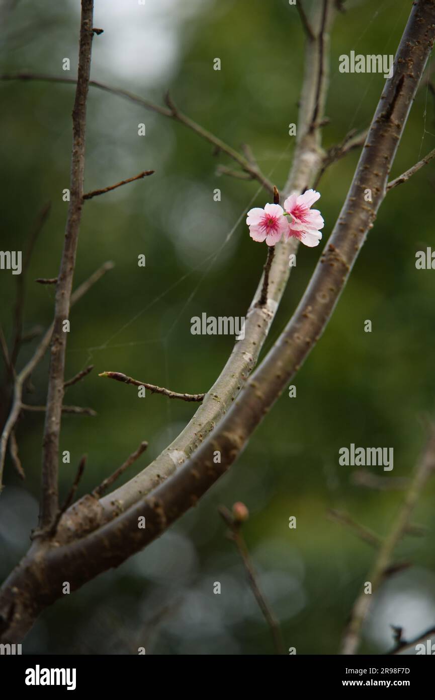 Close up shot of a slender tree branch featuring bright pink cherry ...