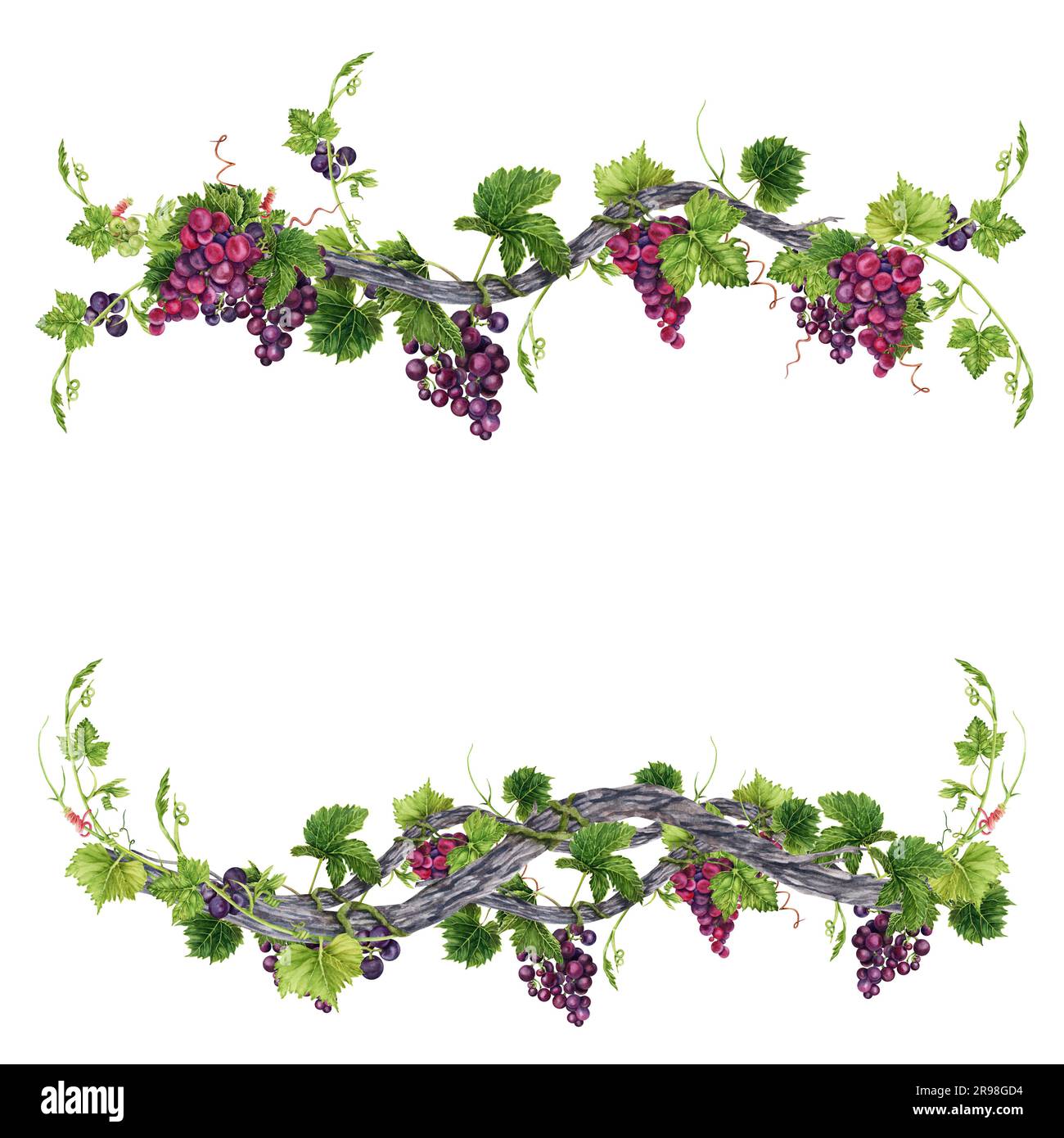 Grape Borders And Frames