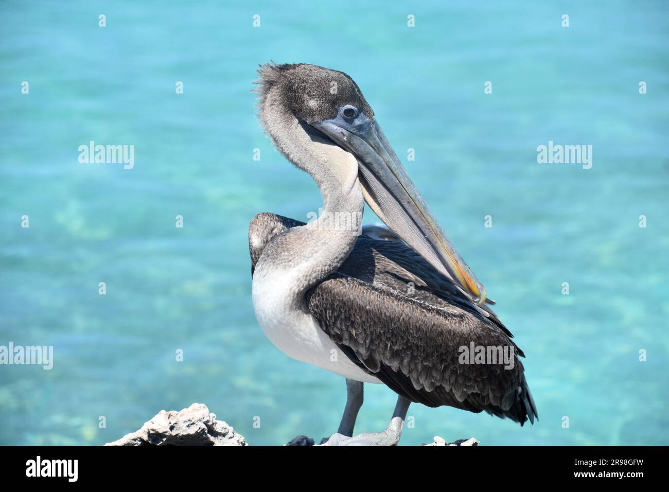 Brown pelican twisting his neck to reach his back with his beak Stock ...