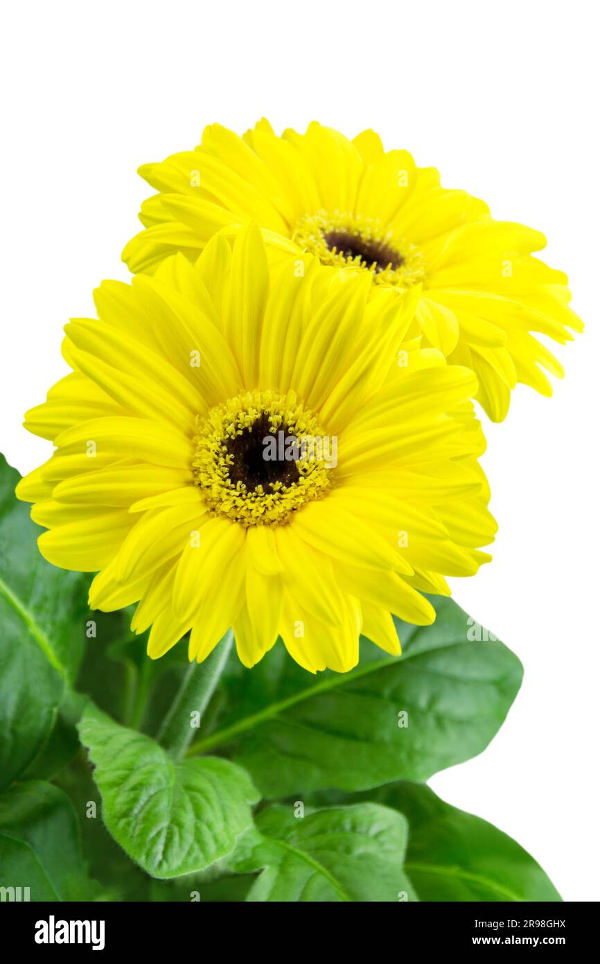 1 yellow Gerbera flower isolated on white background Stock Photo - Alamy