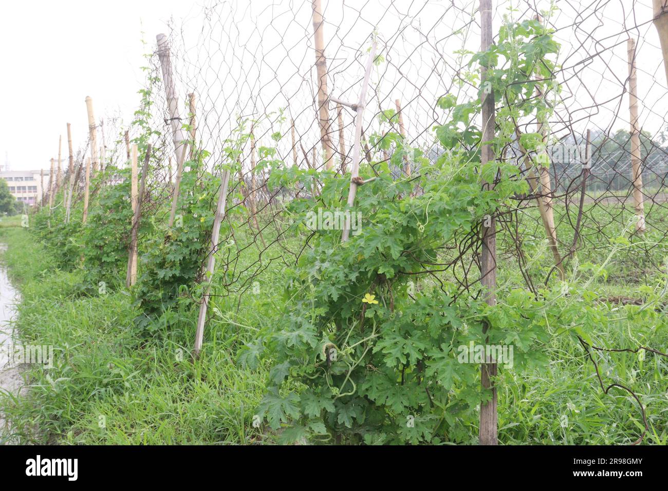 Tree melons hi-res stock photography and images - Alamy
