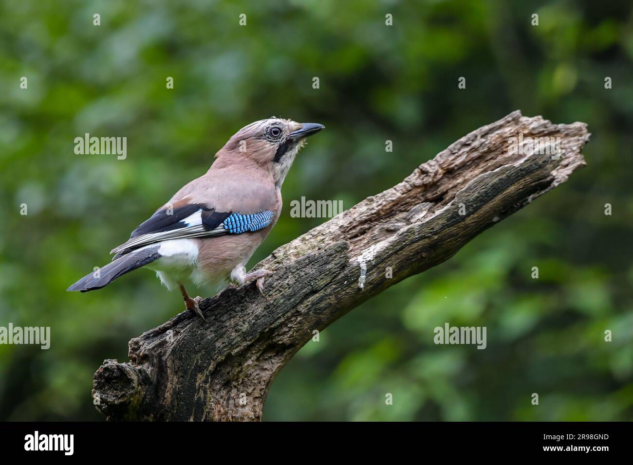 Jay, Eurasian jay, Jays are widespread across the UK,A very colourful ...