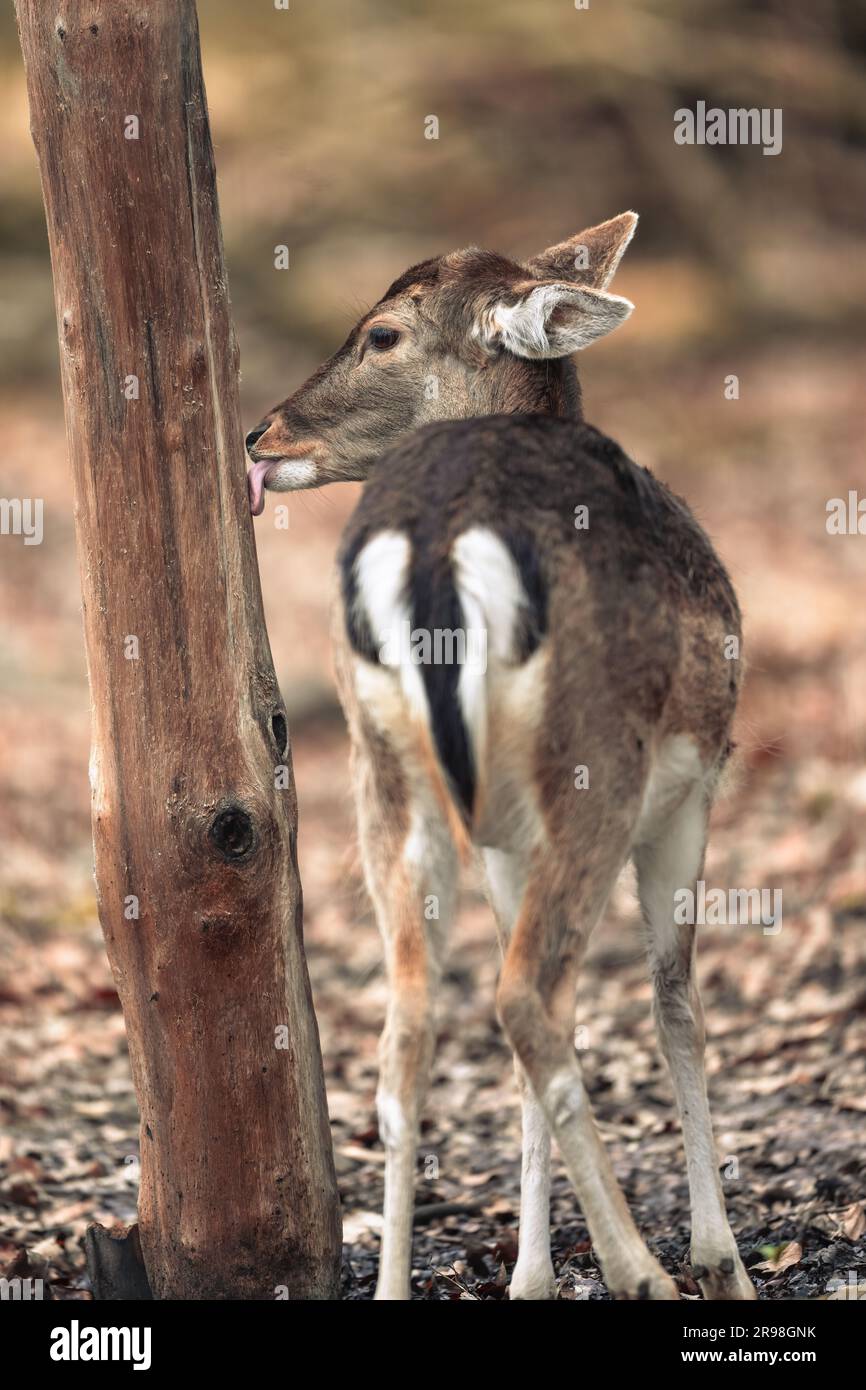 A white-tailed deer stands in a forest, curiously licking the trunk of ...