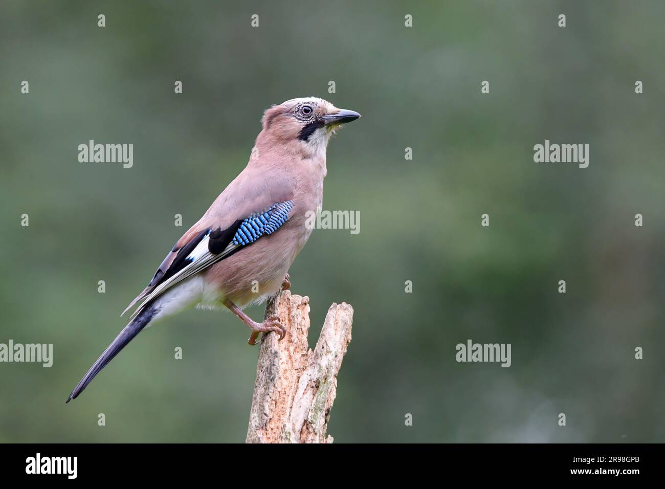 Jay, Eurasian jay, Jays are widespread across the UK,A very colourful ...