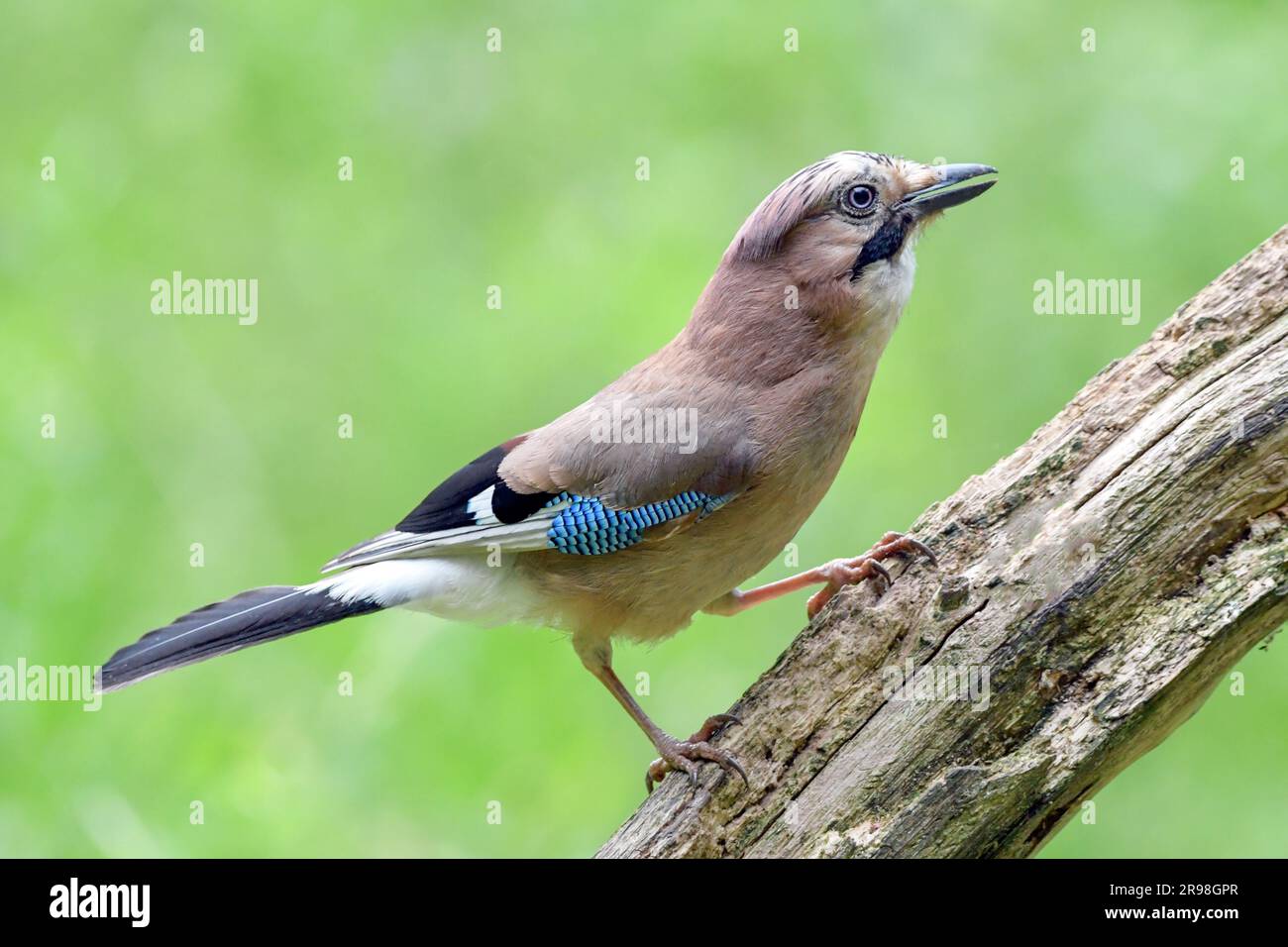 Jay, Eurasian jay, Jays are widespread across the UK,A very colourful ...