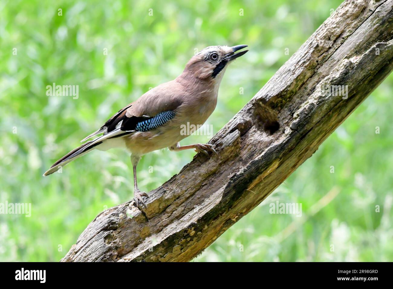 Jay, Eurasian jay, Jays are widespread across the UK,A very colourful ...