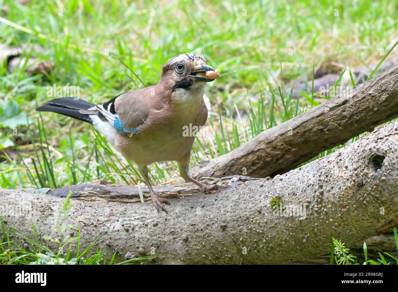 Jay, Eurasian jay, Jays are widespread across the UK,A very colourful ...