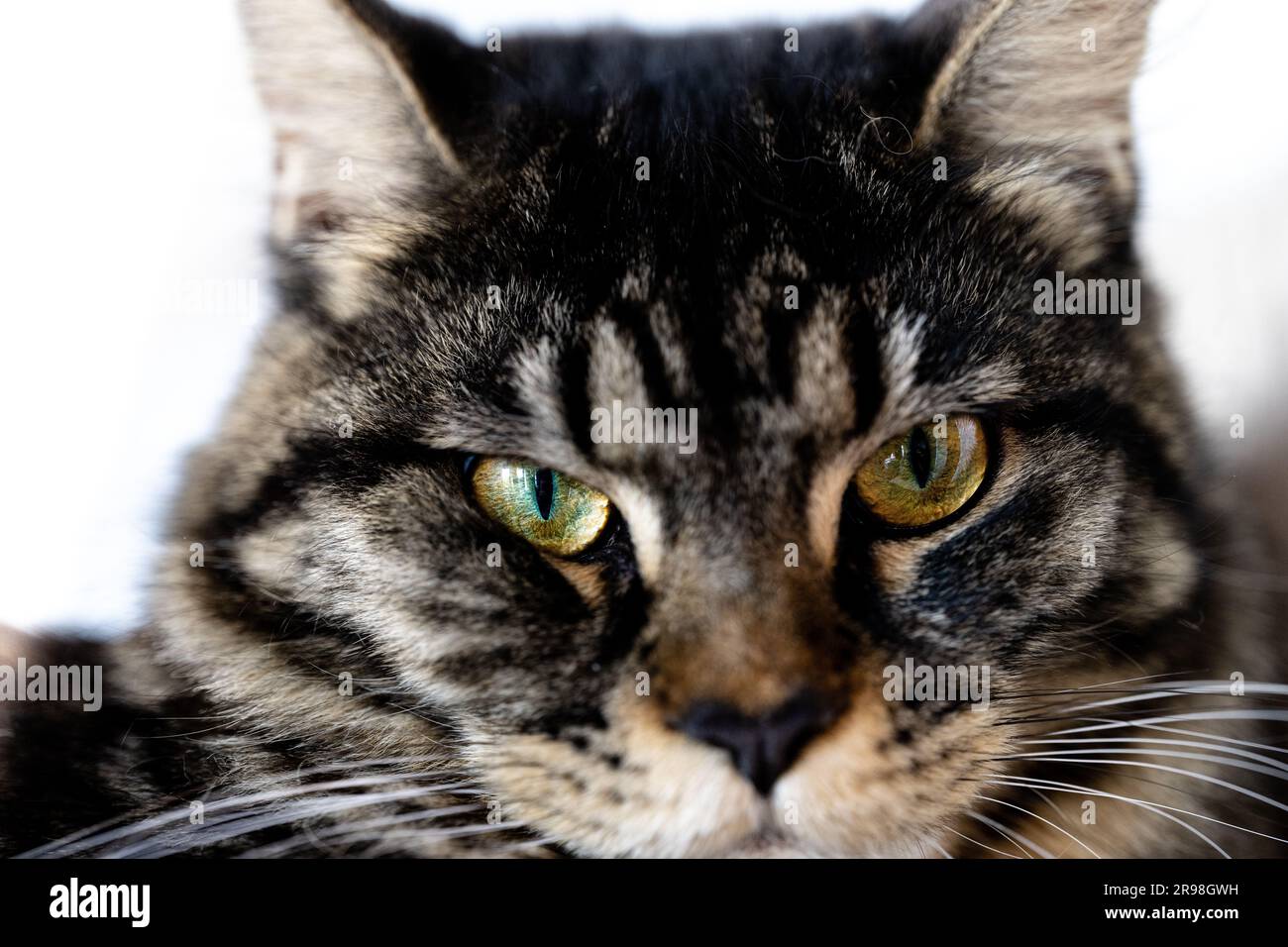Tawny cat hi-res stock photography and images - Alamy
