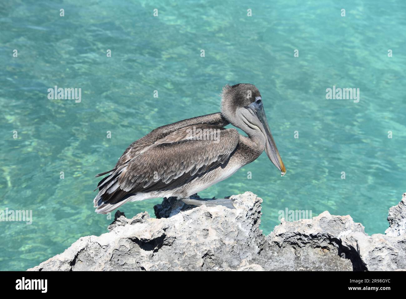 Large pelican with his wings slightly raised off of his back on the ...