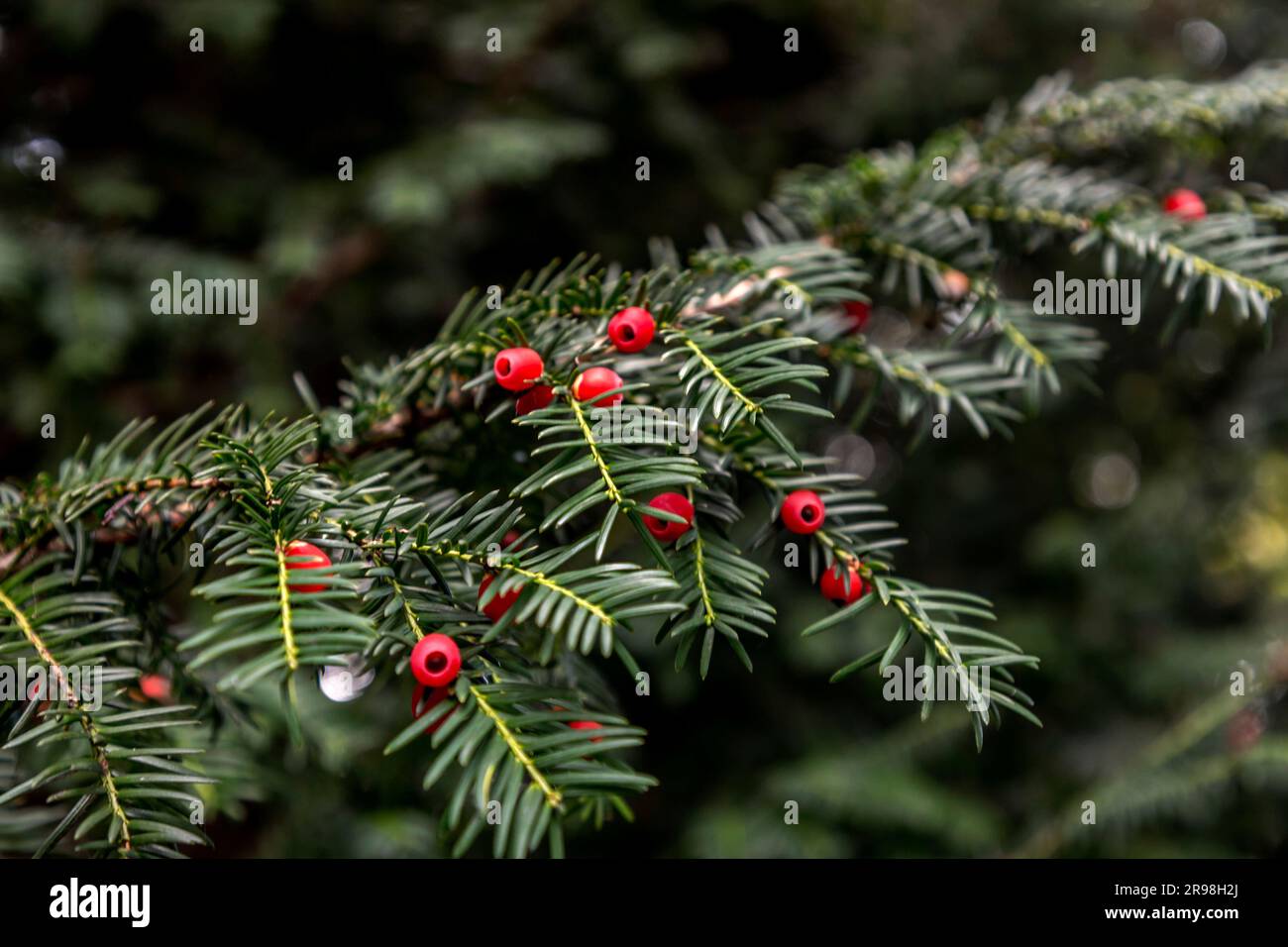 Poisonous red berries of taxus baccata or english yew tree, close up ...