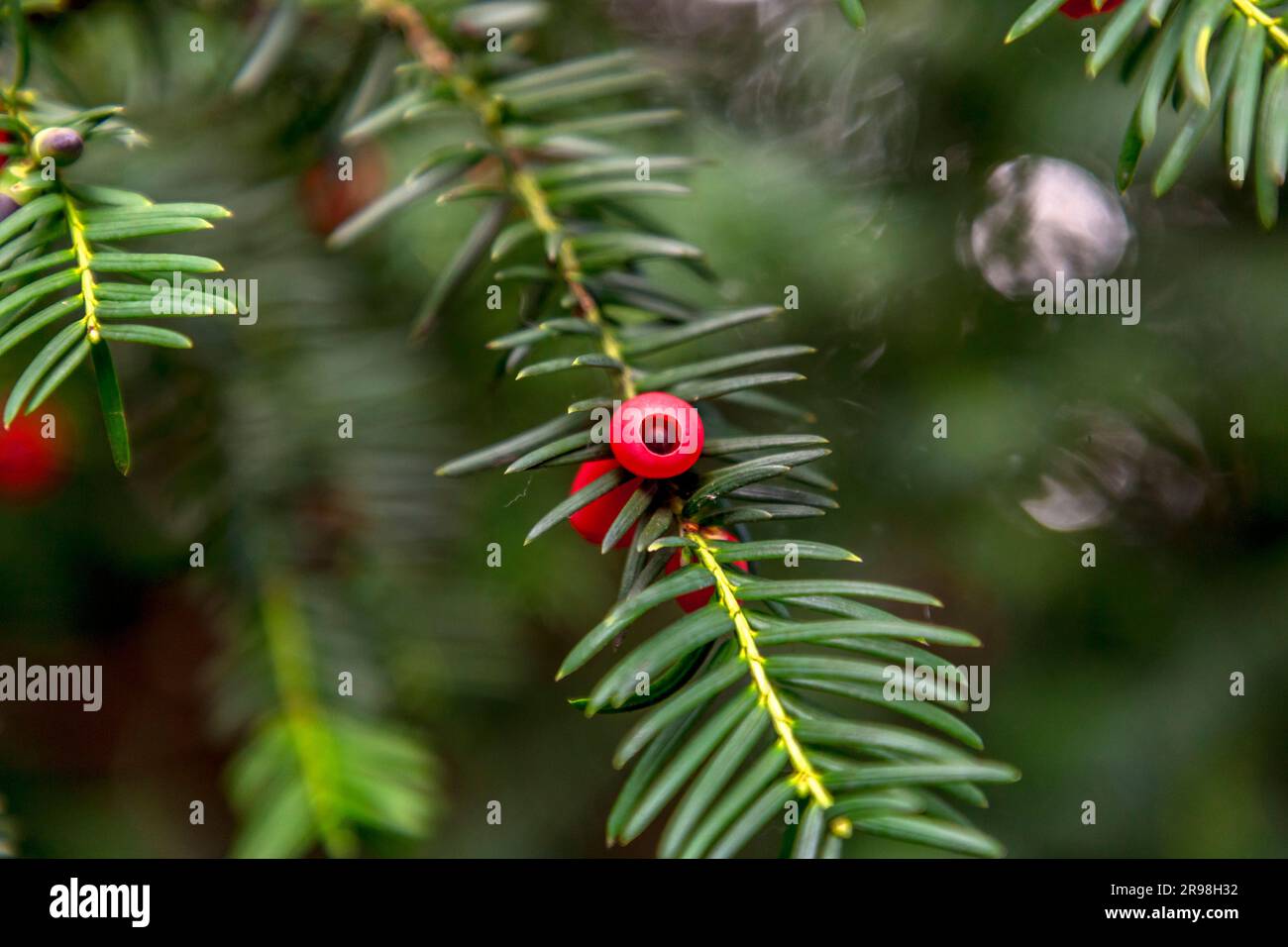 Poisonous red berries of taxus baccata or english yew tree, close up ...