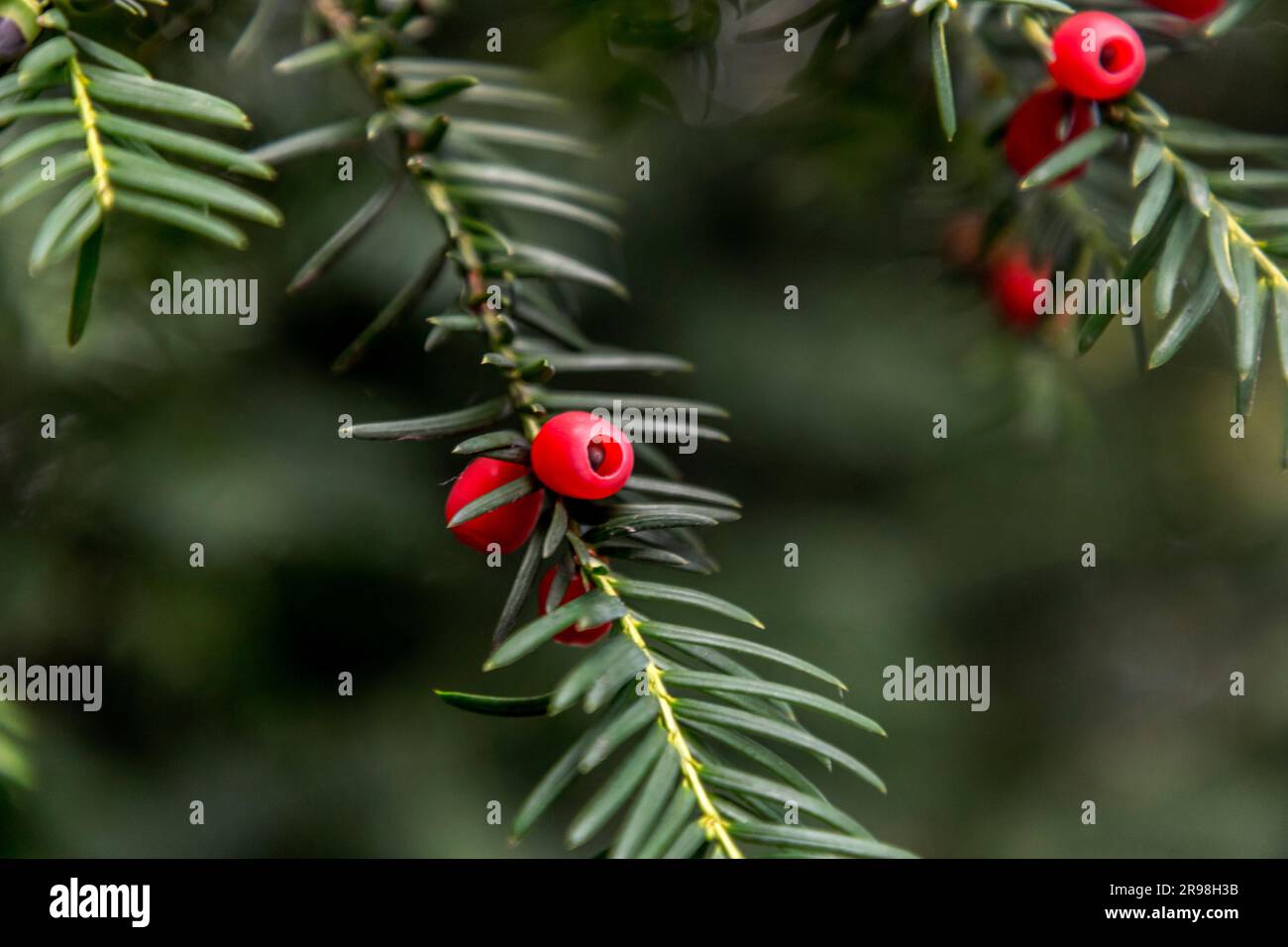 Poisonous red berries of taxus baccata or english yew tree, close up ...