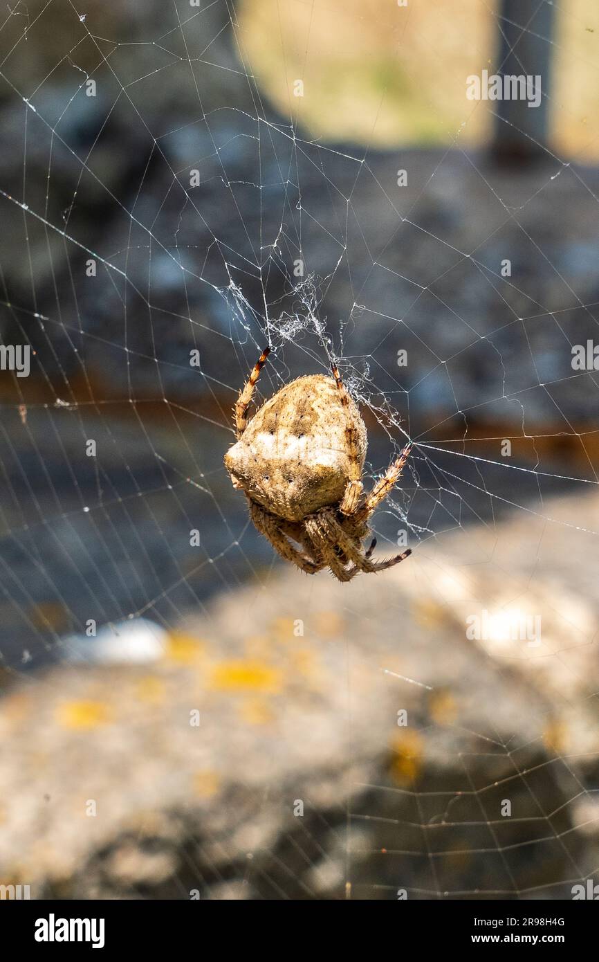 European garden spider, diadem spider, orangie, cross spider and ...
