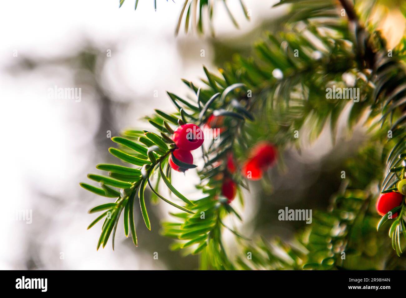 Poisonous red berries of taxus baccata or english yew tree, close up ...