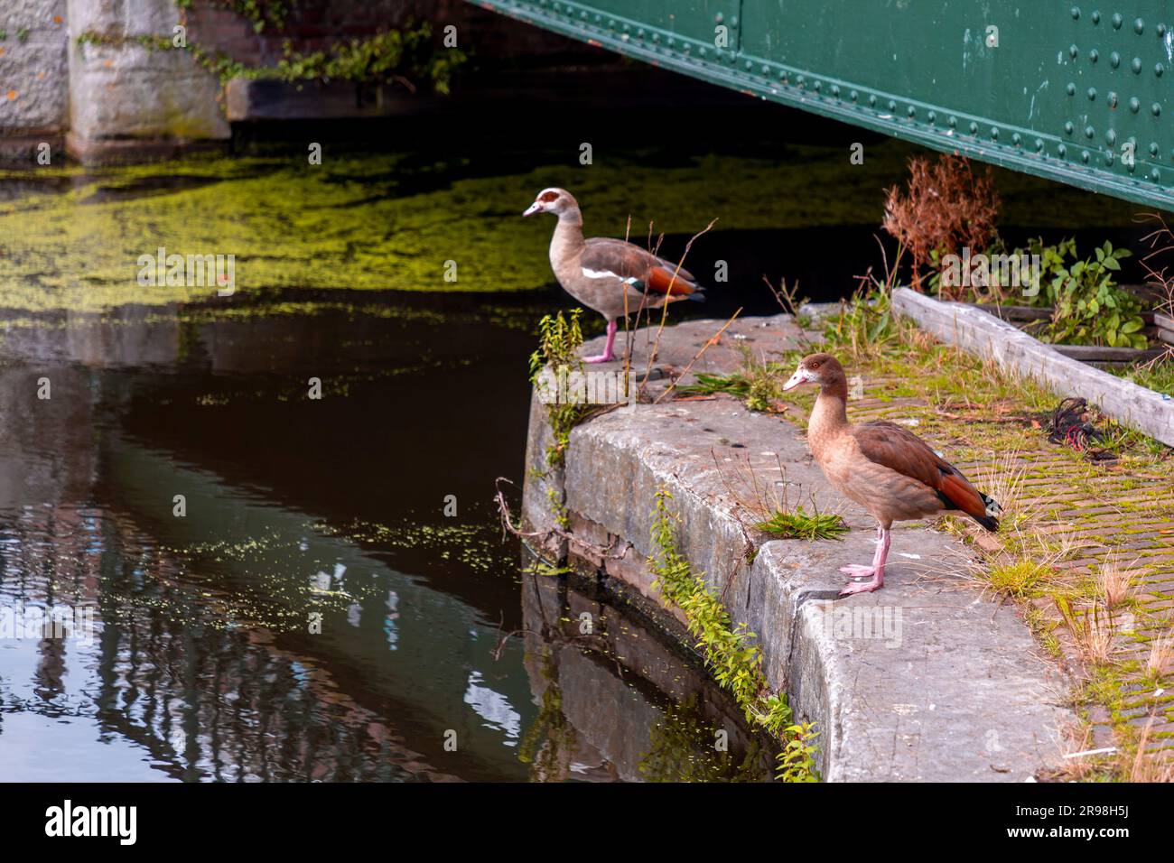 Ducks aroud the river under a bridge in The Hague, Netherlands Stock ...