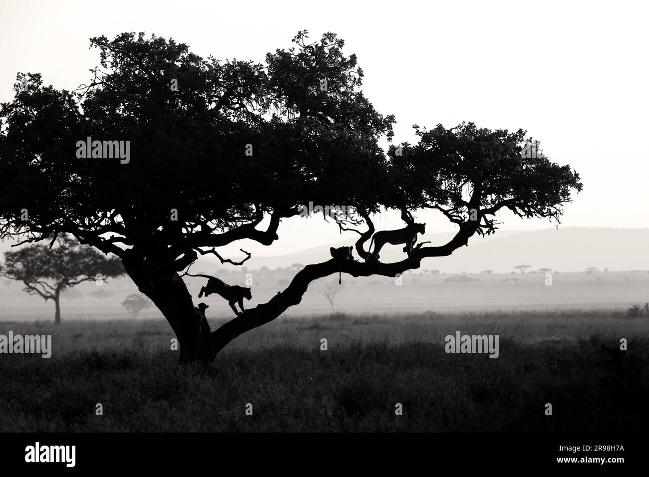 Image of lions hi-res stock photography and images - Alamy