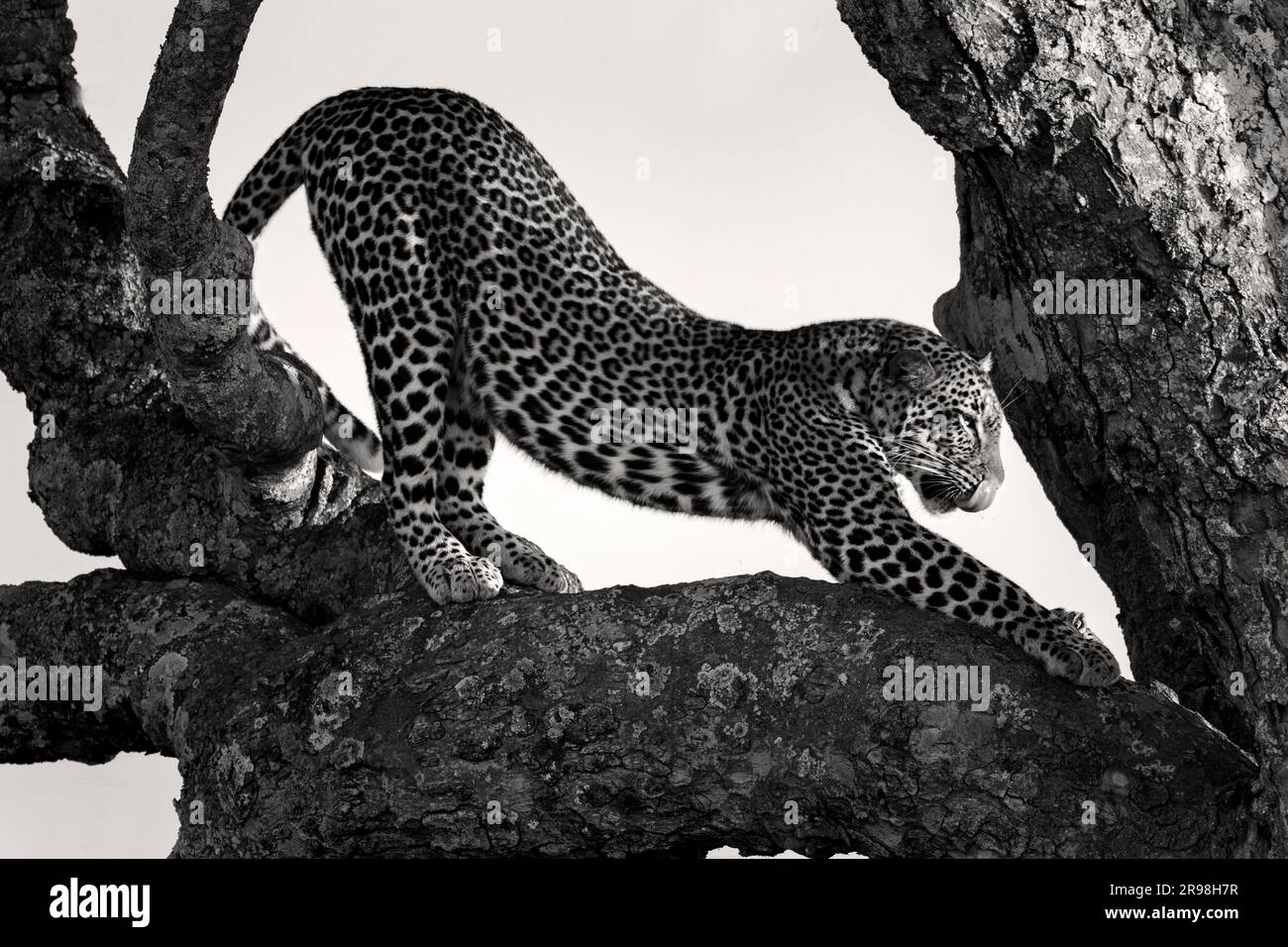 The image of Leopard on tree was taken in Serengeti, Tanzania Stock ...