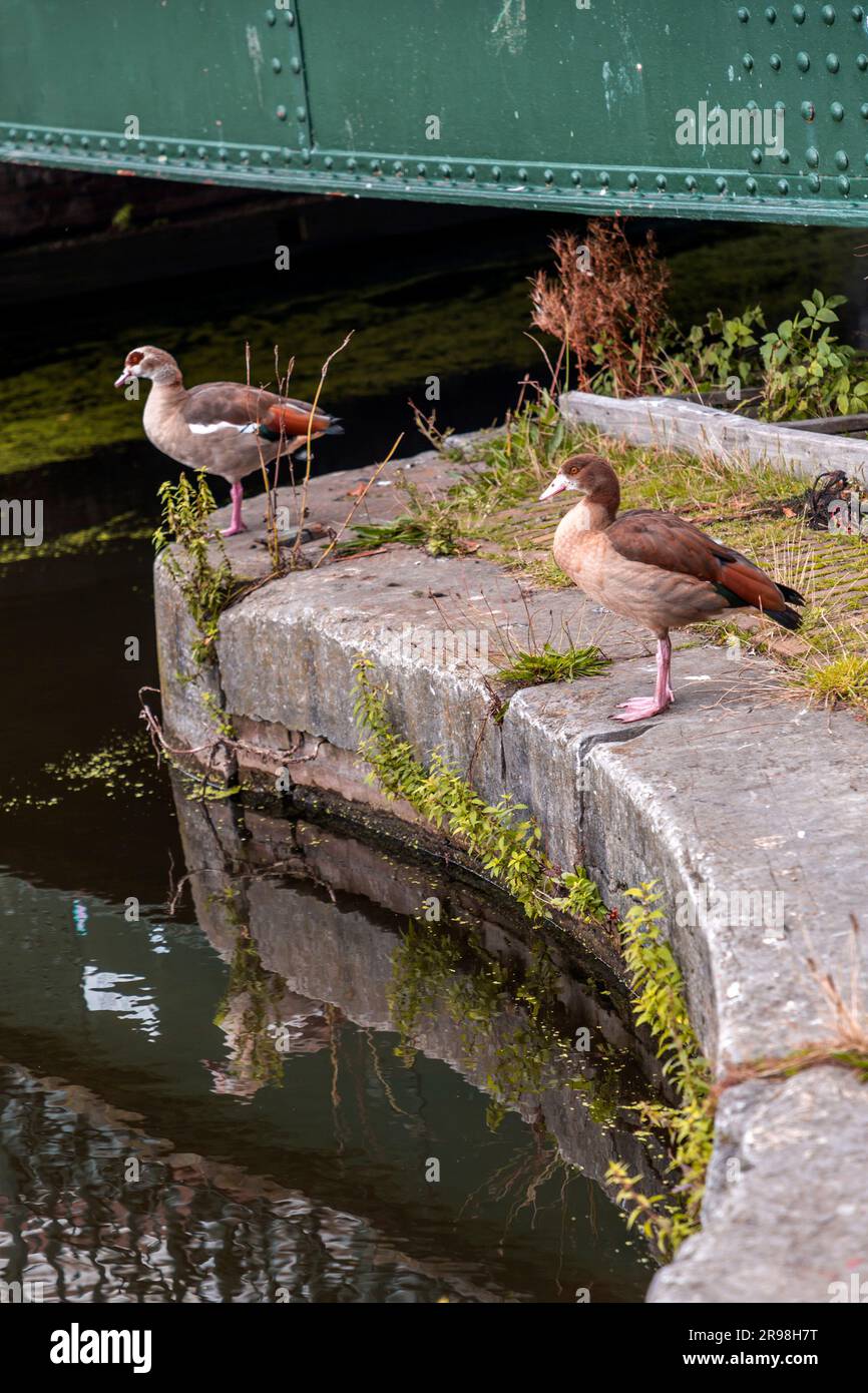 Ducks aroud the river under a bridge in The Hague, Netherlands Stock ...