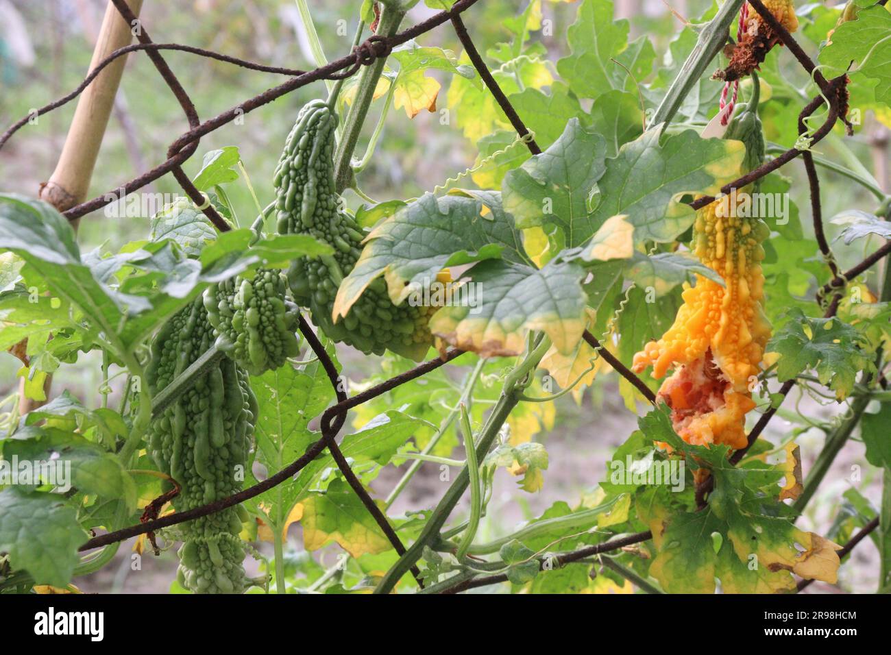Bitter melon on tree in the firm for harvest are cash crops Stock Photo ...