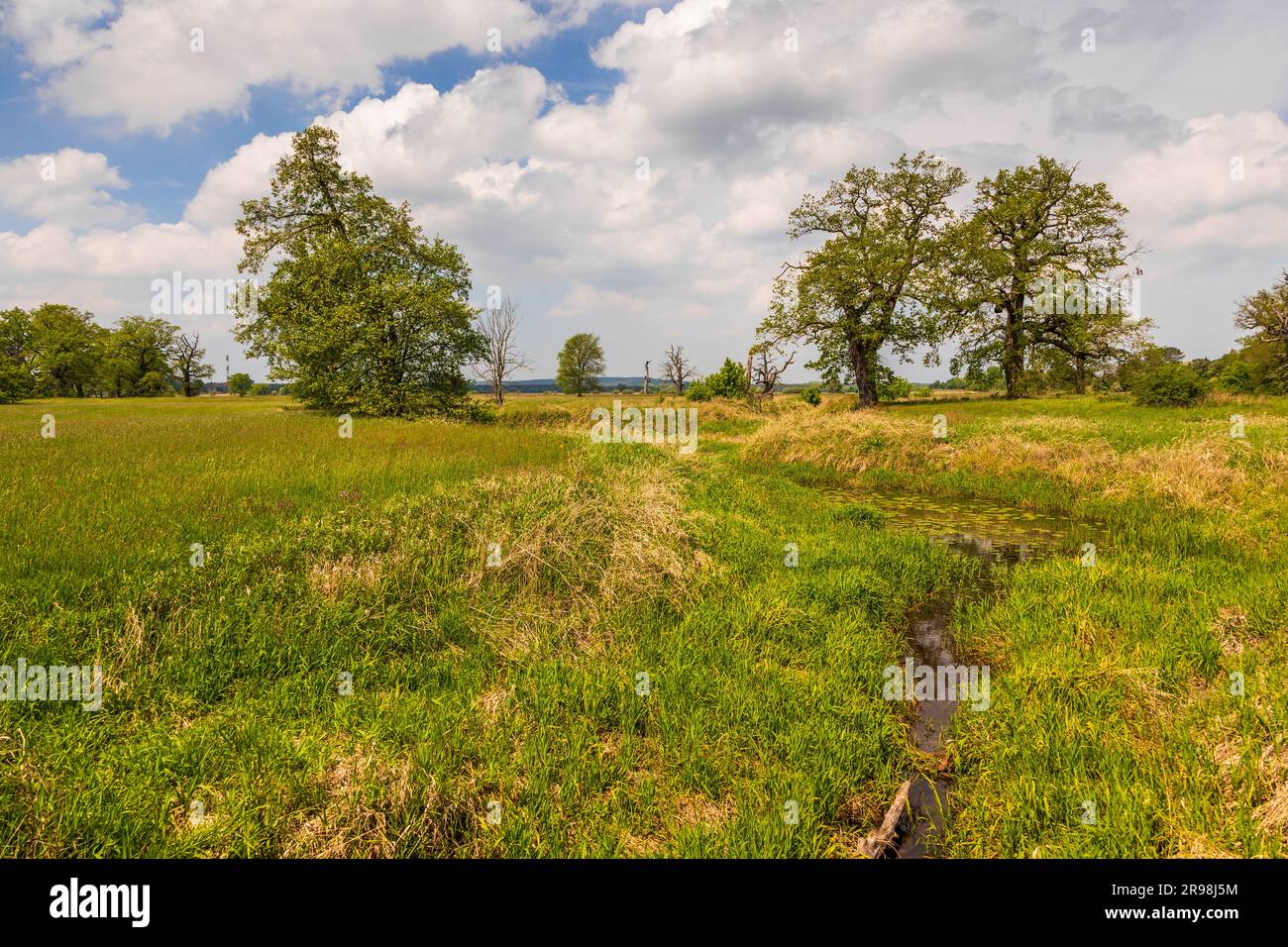 Old trees in the morning in Rogalin. Landscape of Rogalin Park. Poland ...