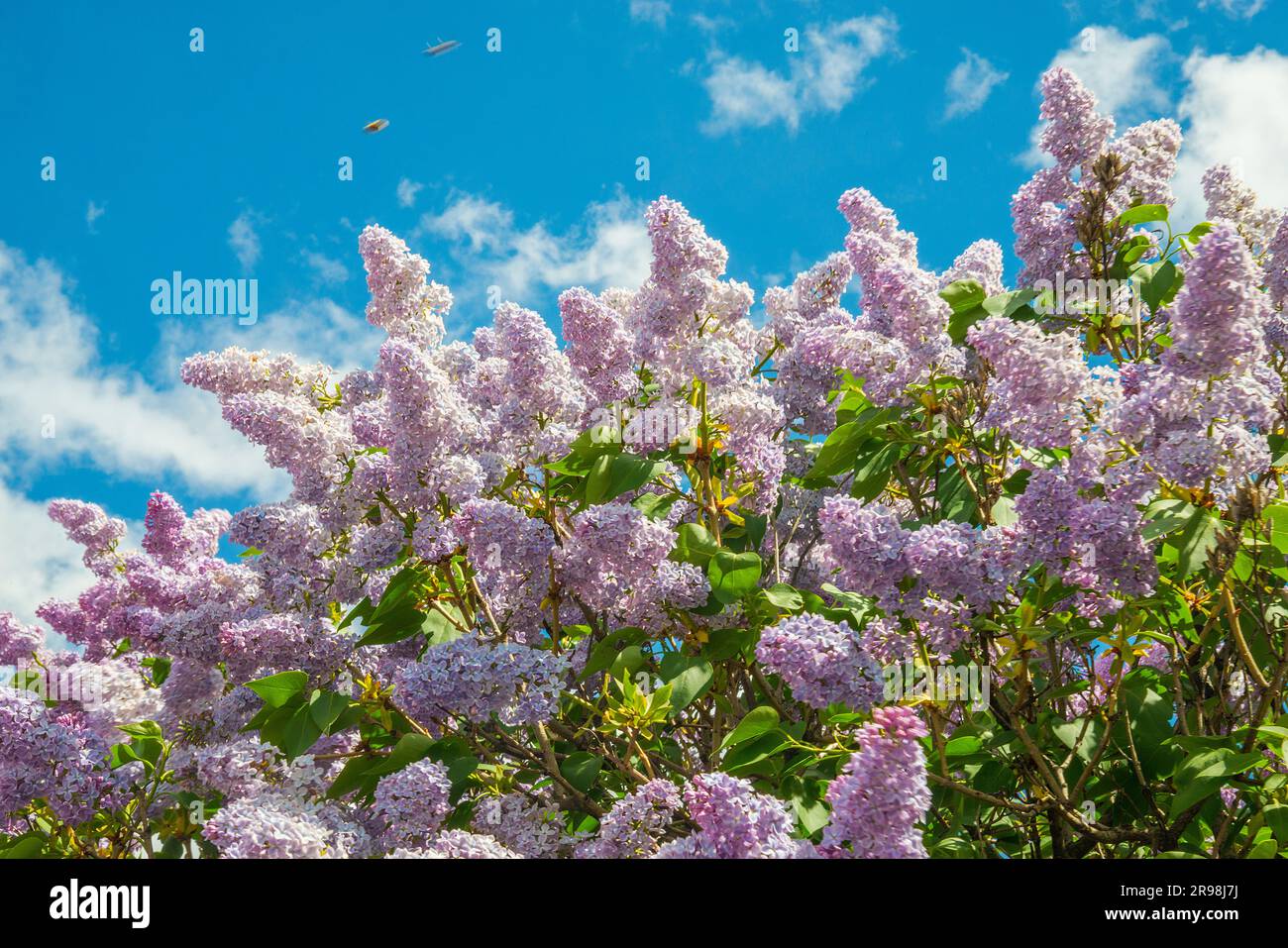 Arbusto lila hi-res stock photography and images - Alamy