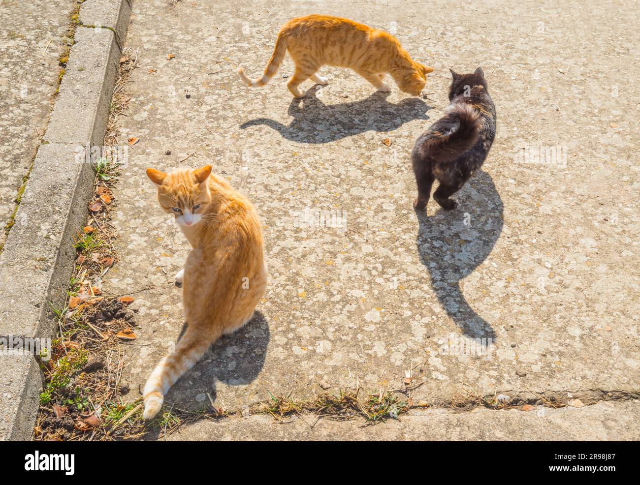 Three stray cats Stock Photo - Alamy