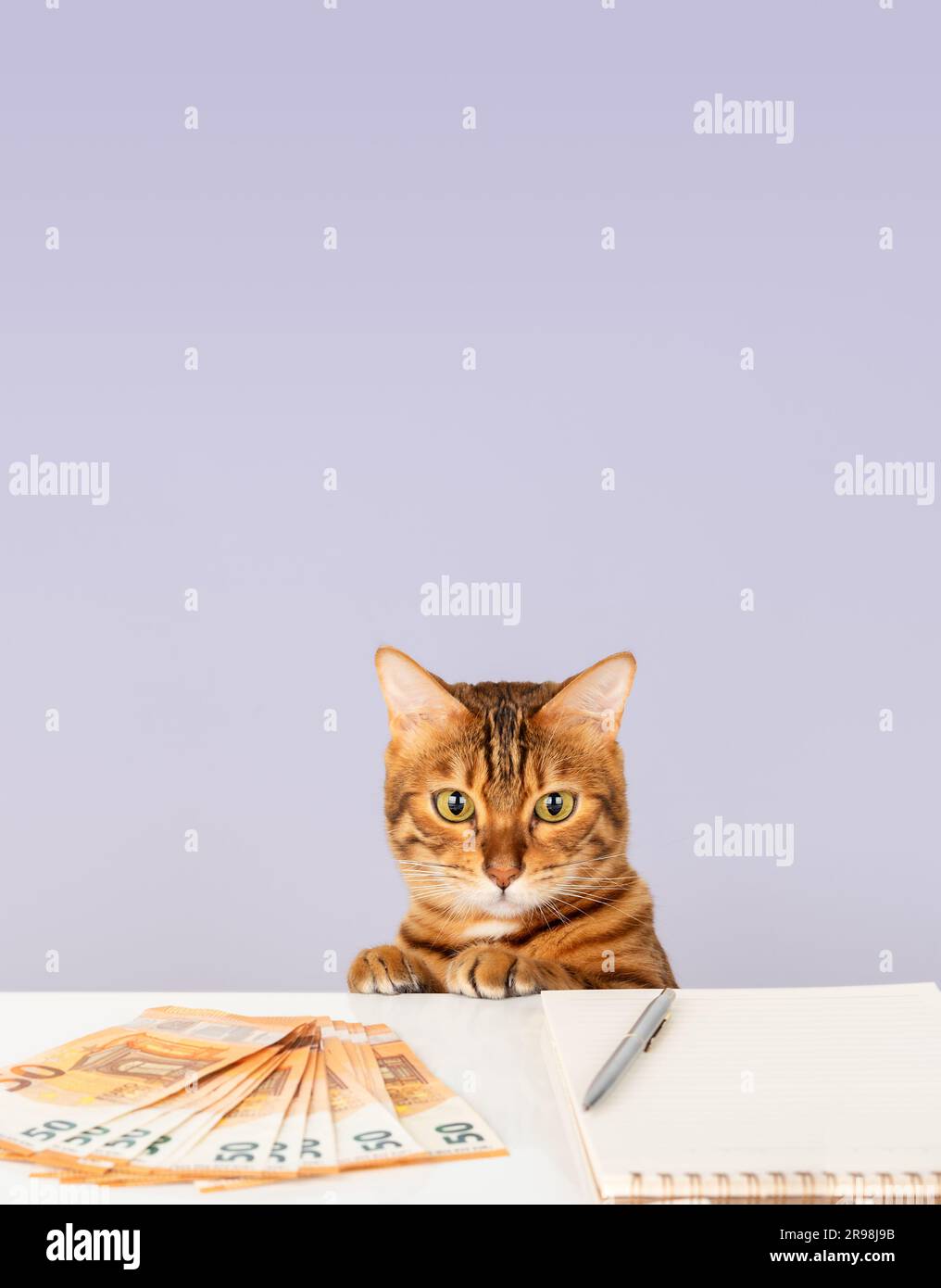 Domestic cat sits at the table and counts money. Home budget. Copy ...