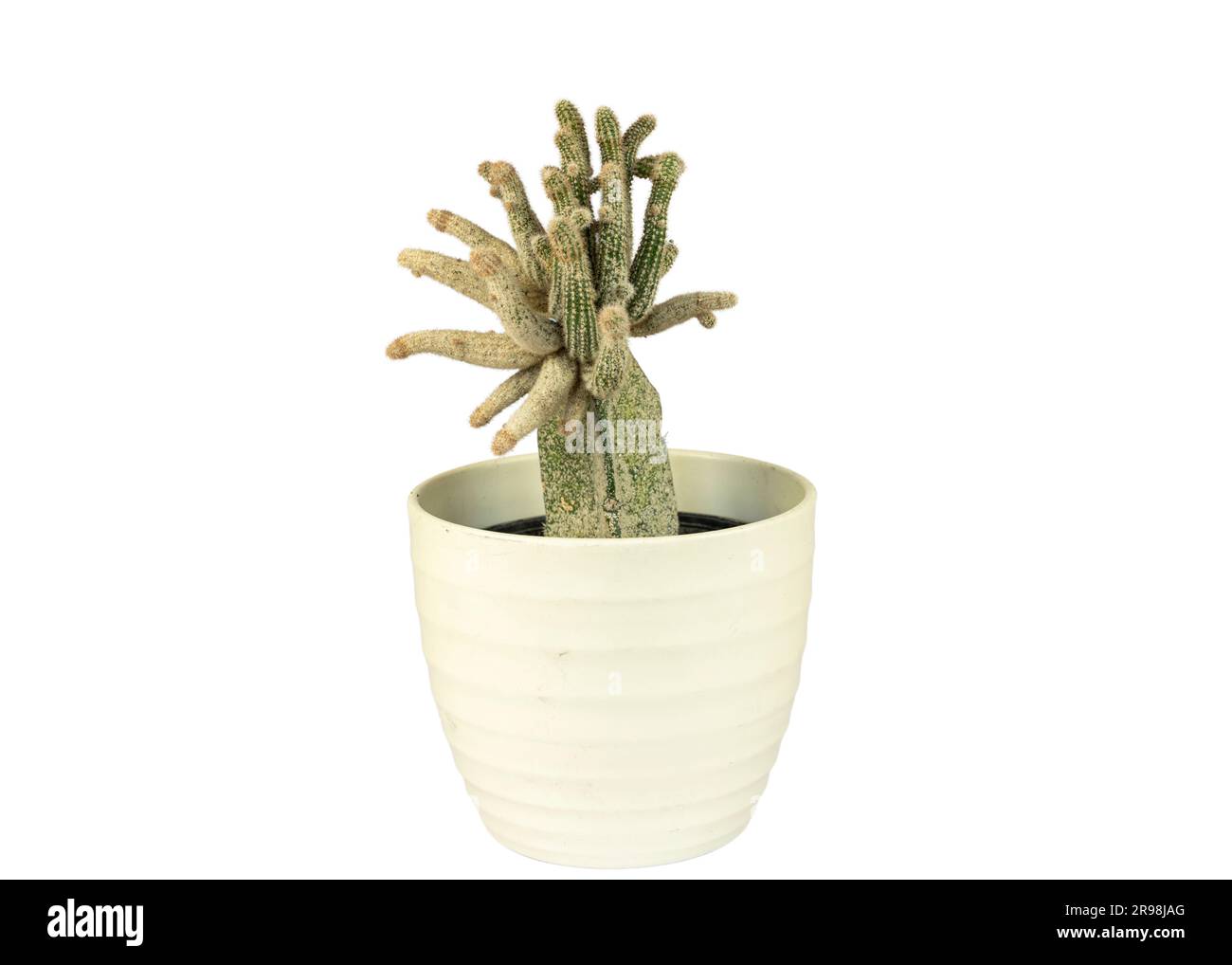 Grafted cactus infected with scale insects Stock Photo - Alamy