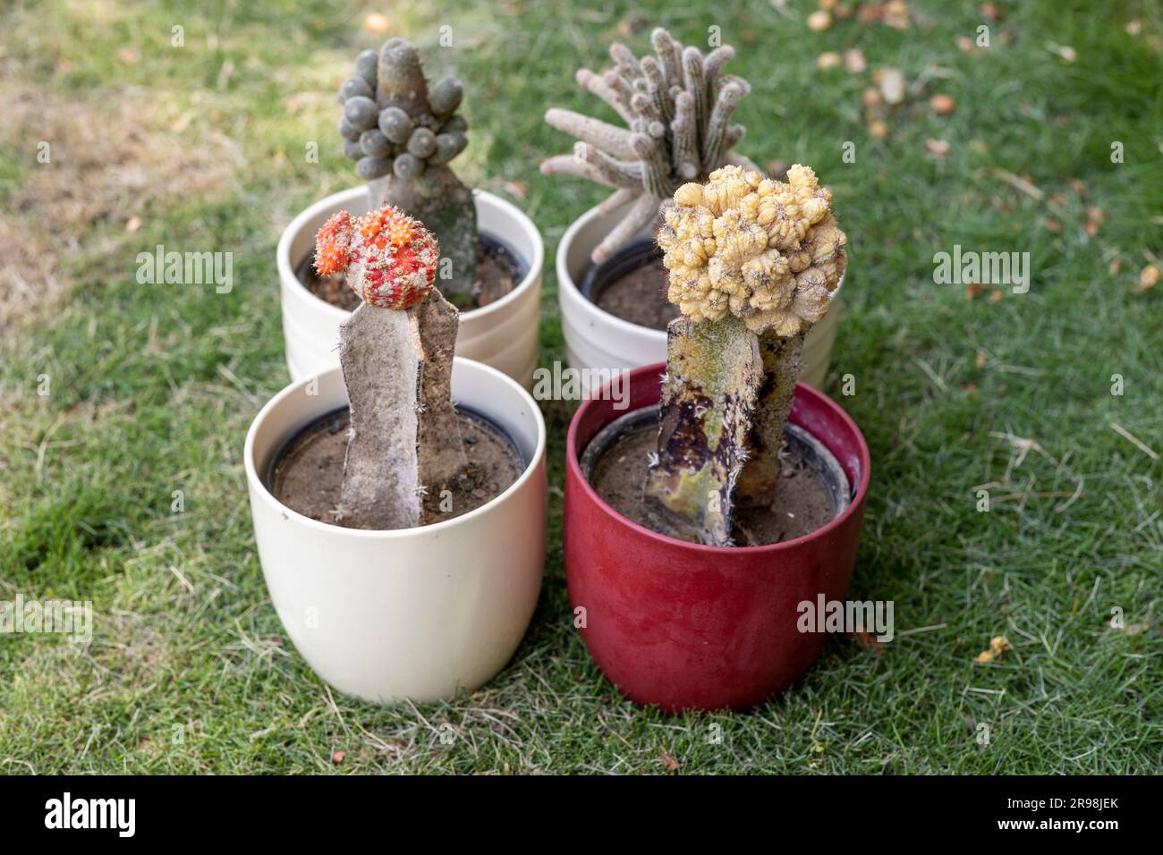 Ornamental grafted cactus attacked by scale Stock Photo - Alamy