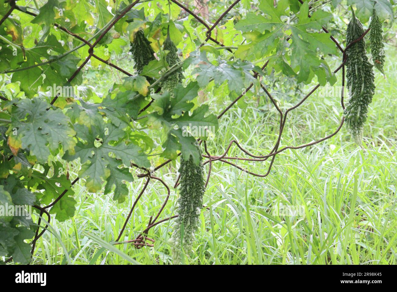 Bitter guard macro hi-res stock photography and images - Alamy