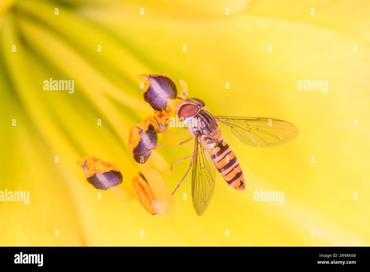 Marmalade hoverfly - Episyrphus balteatus on a yellow blossom of a Day ...