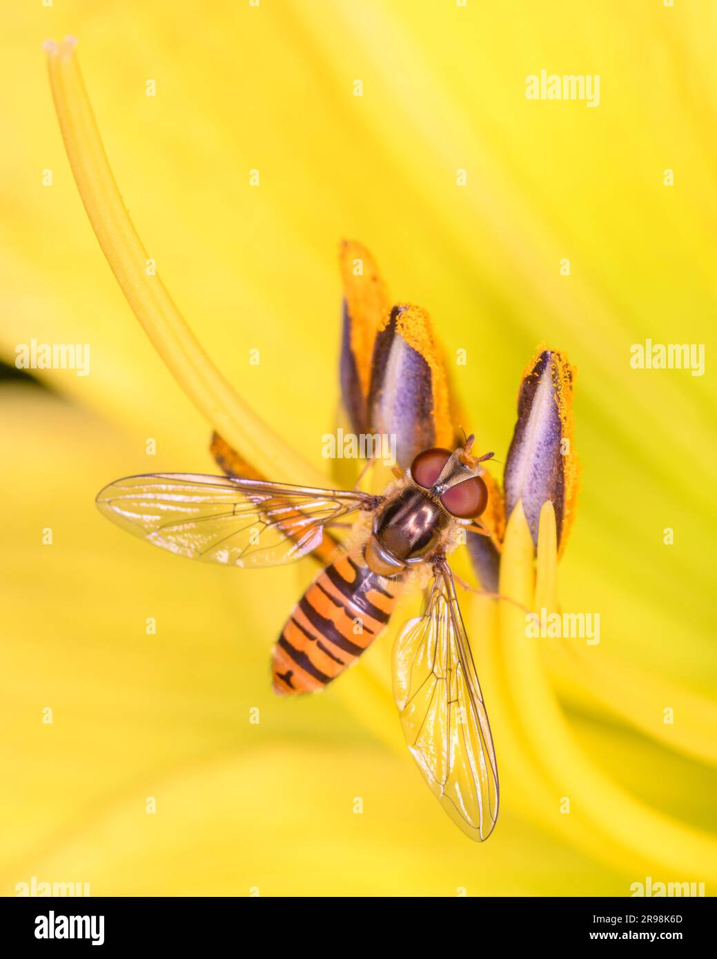 Two winged insects hi-res stock photography and images - Alamy