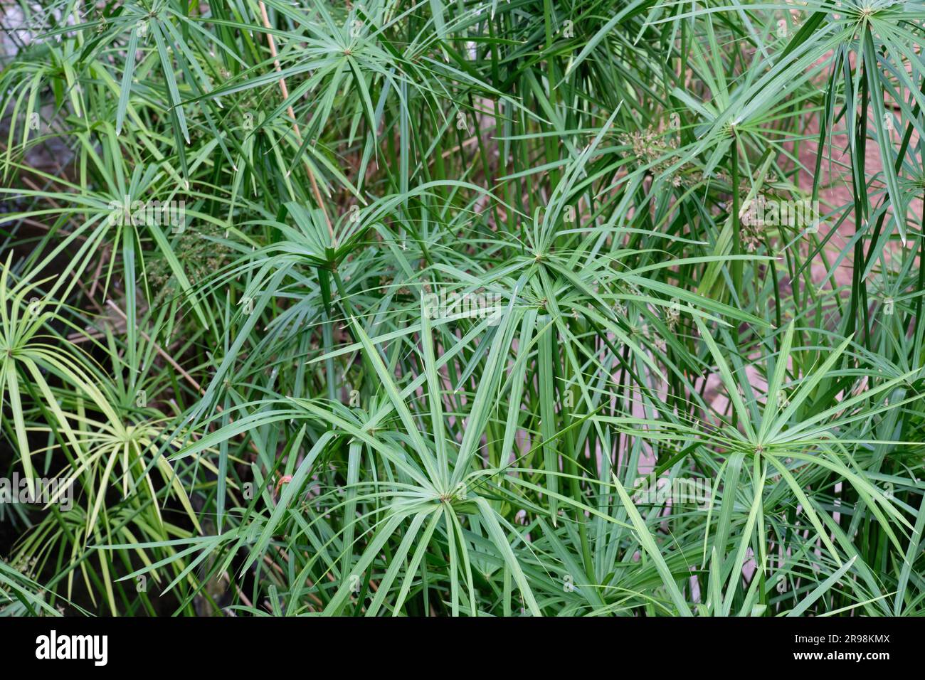 Umbrella papyrus (Cyperus alternifolius Stock Photo - Alamy