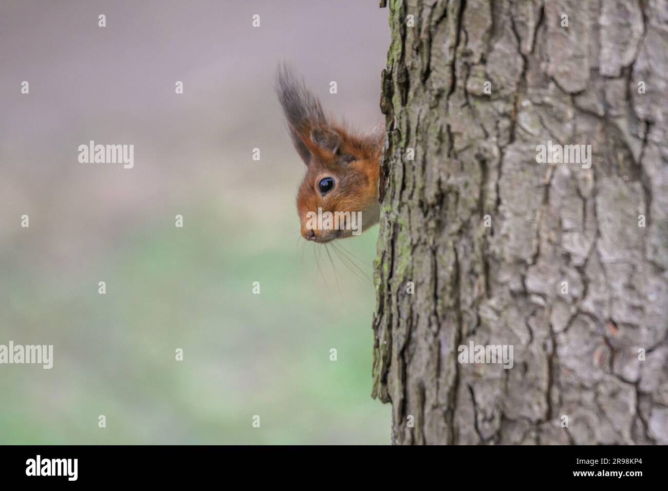 An adorable red squirrel perched atop a brown tree trunk, peering out ...