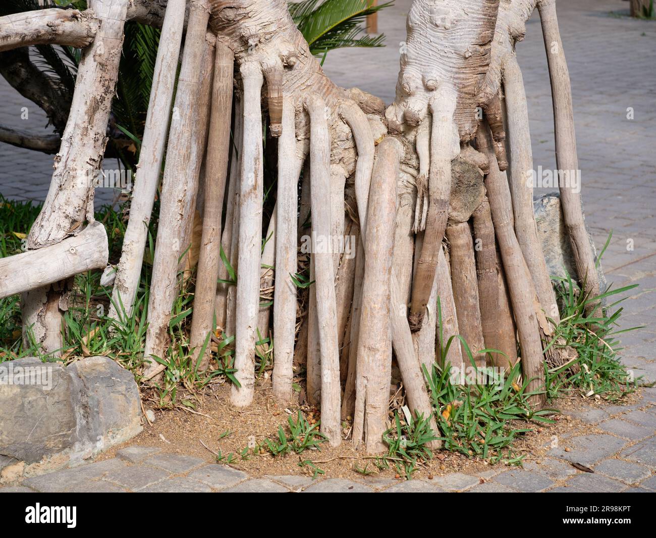 Pandanus tree roots Stock Photo - Alamy