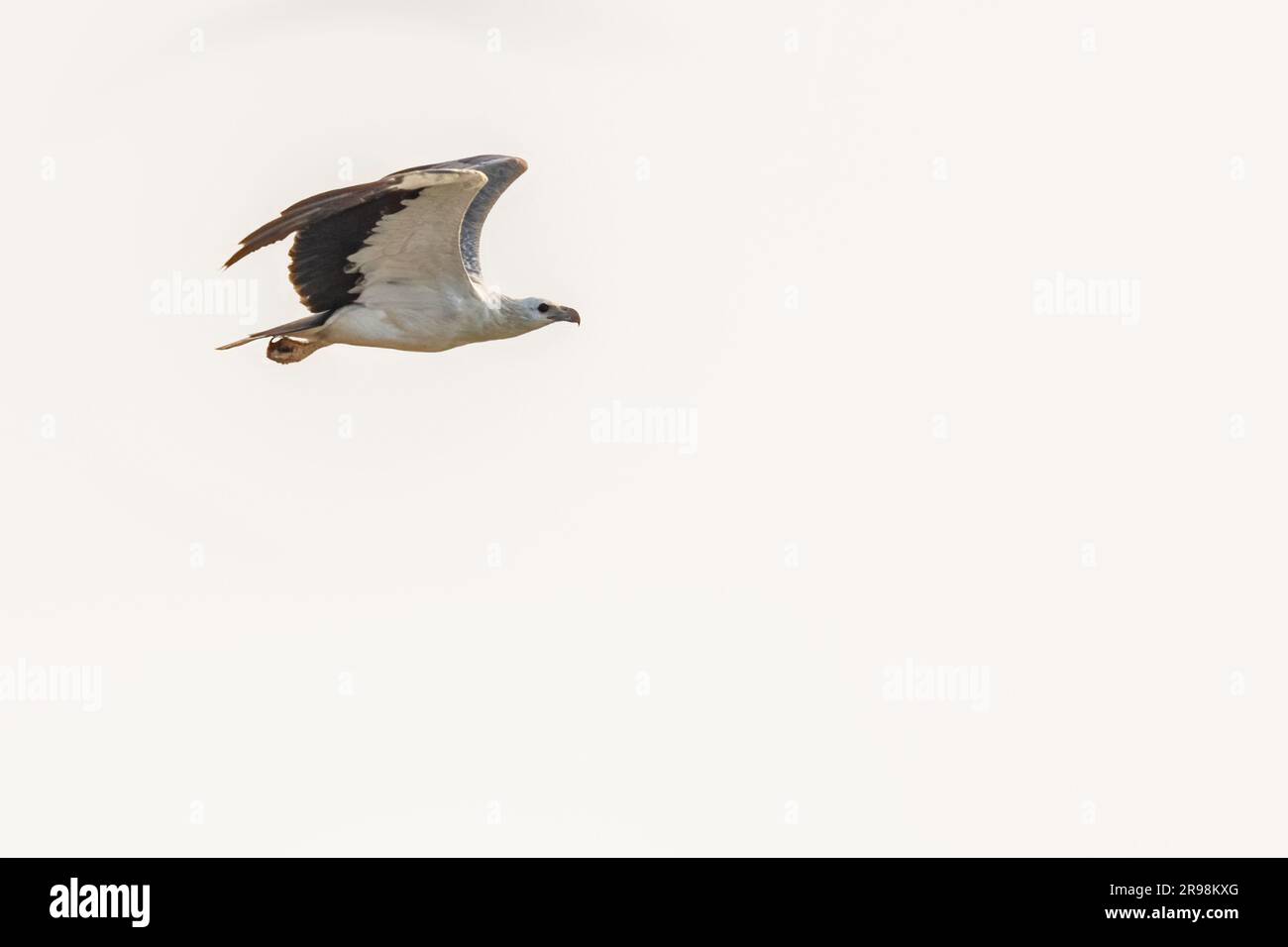 A majestic bird in flight with its wings outstretched and its body ...