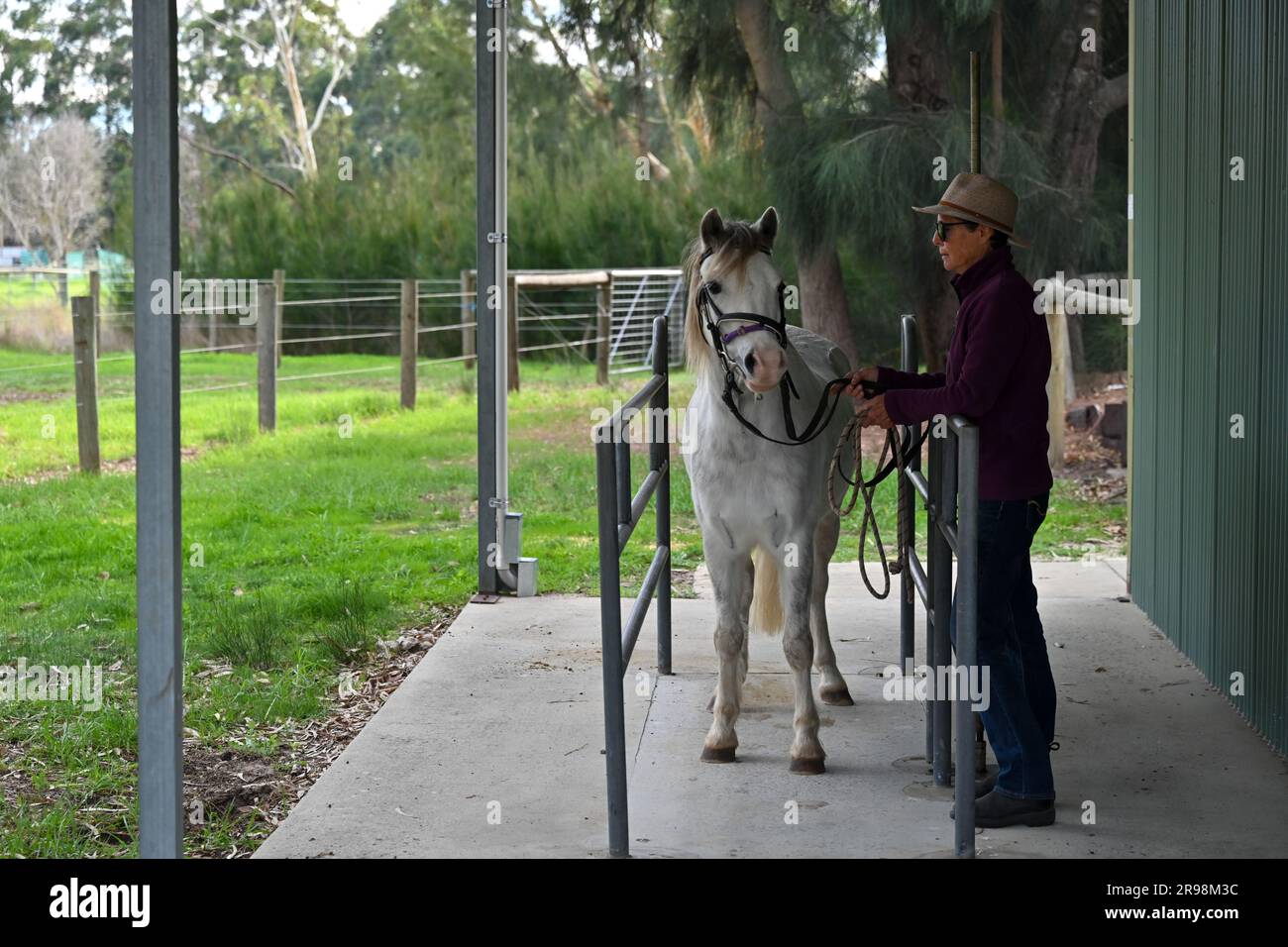 Colt and thier owners in Australia Stock Photo - Alamy