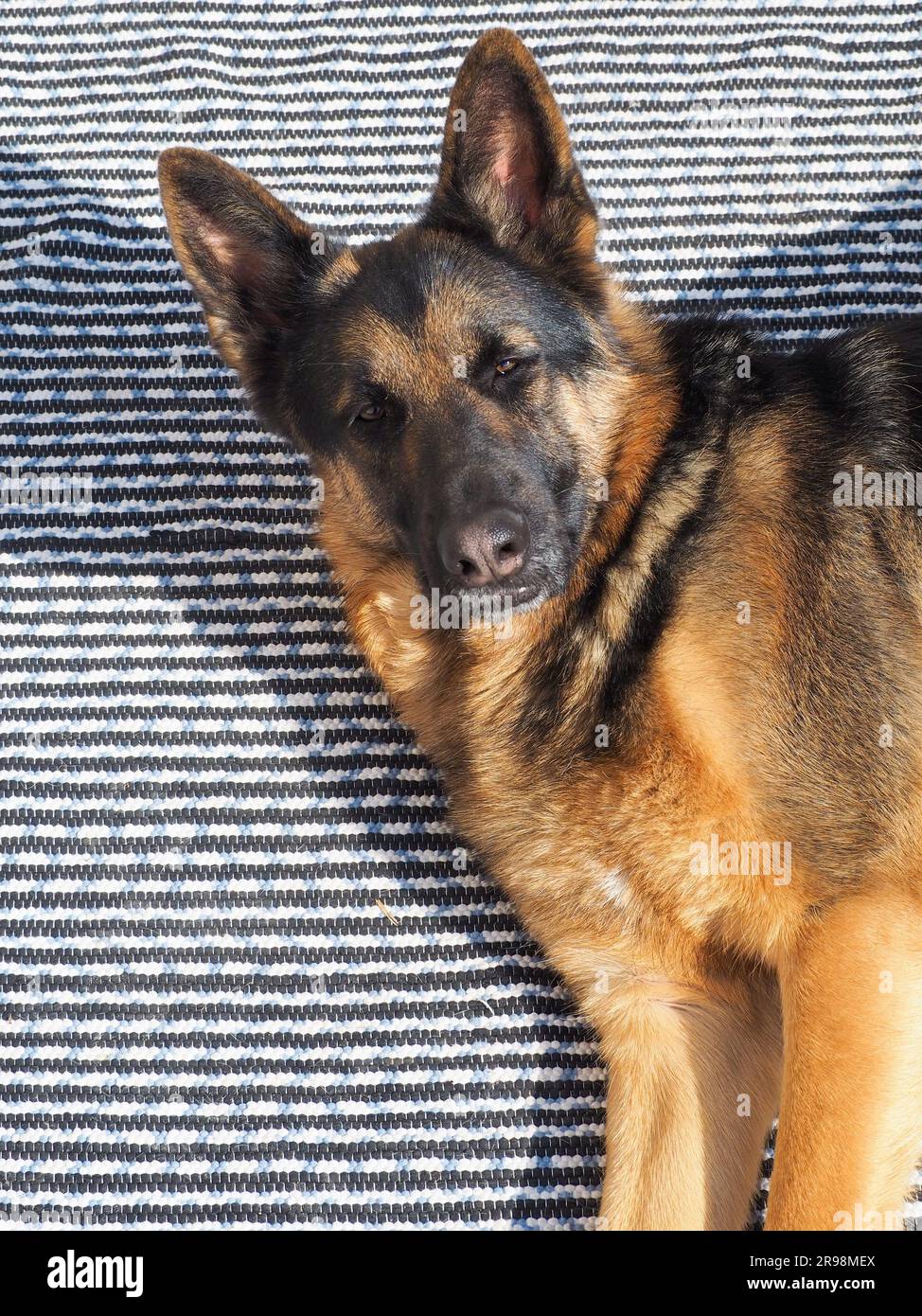 A top view of a German shepherd Stock Photo - Alamy