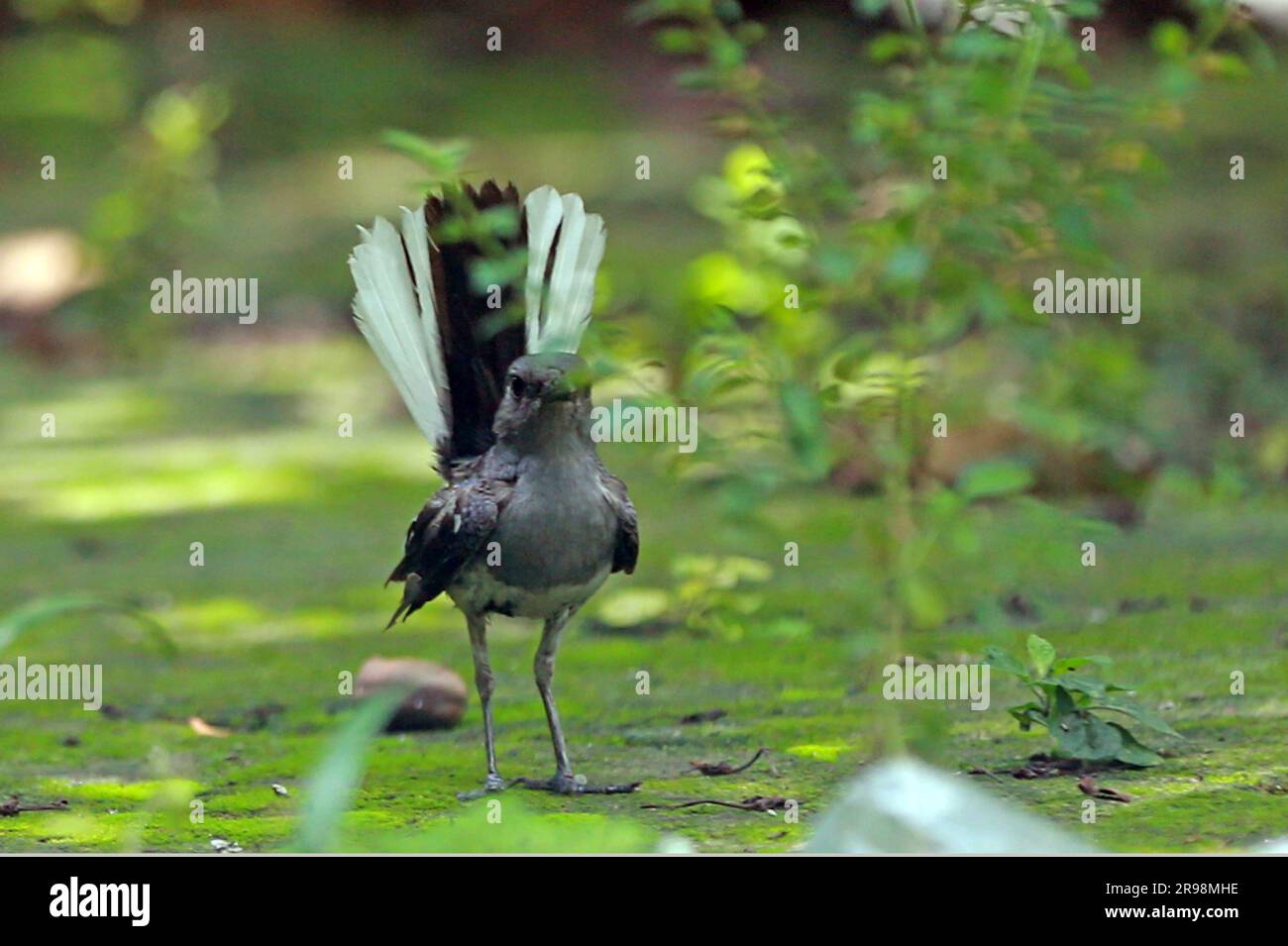 The National Bird of Bangladesh is the Oriental Magpie-Robin. They are ...