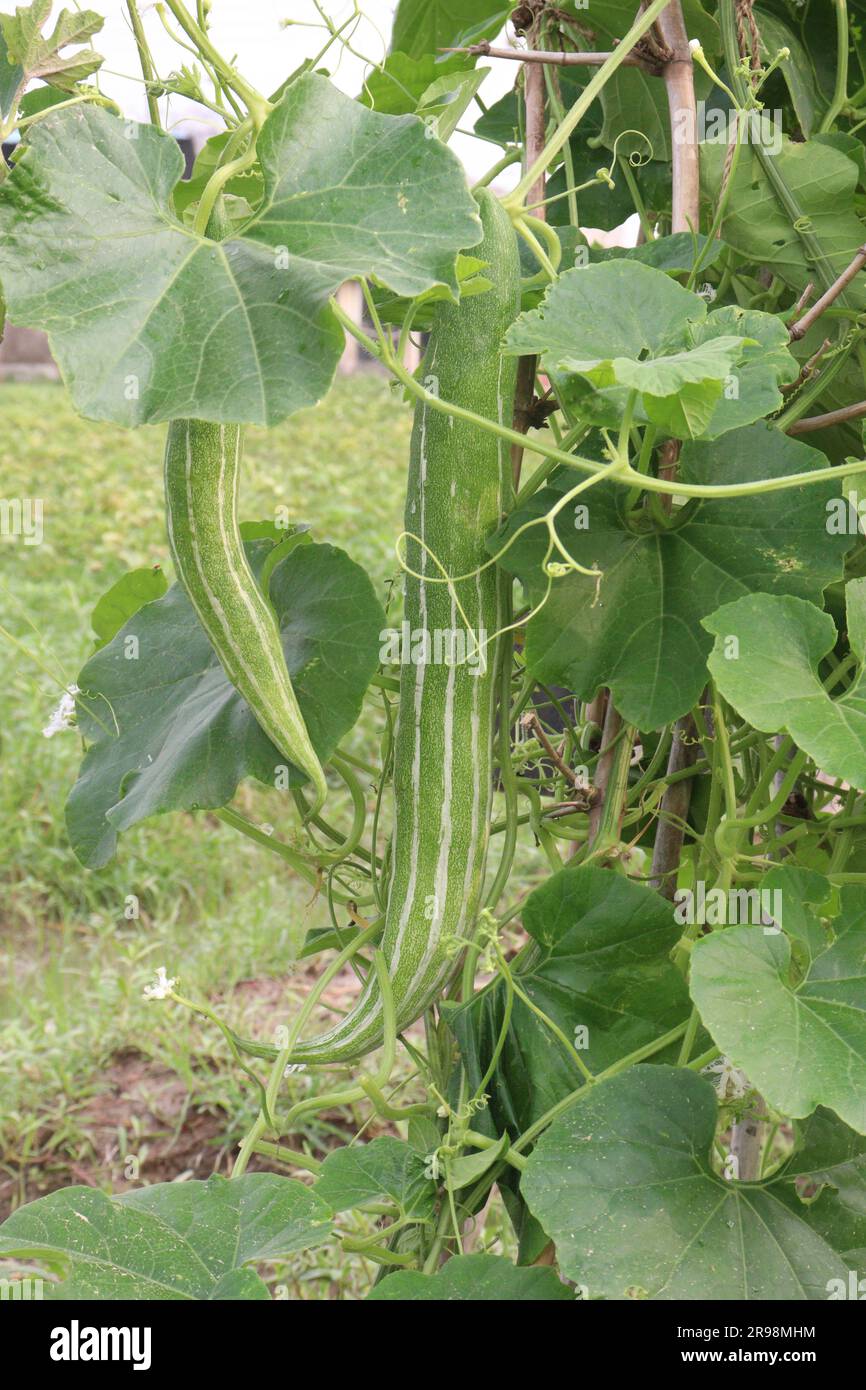 Healthy Snake Gourd on tree in farm for harvest are cash crops Stock ...