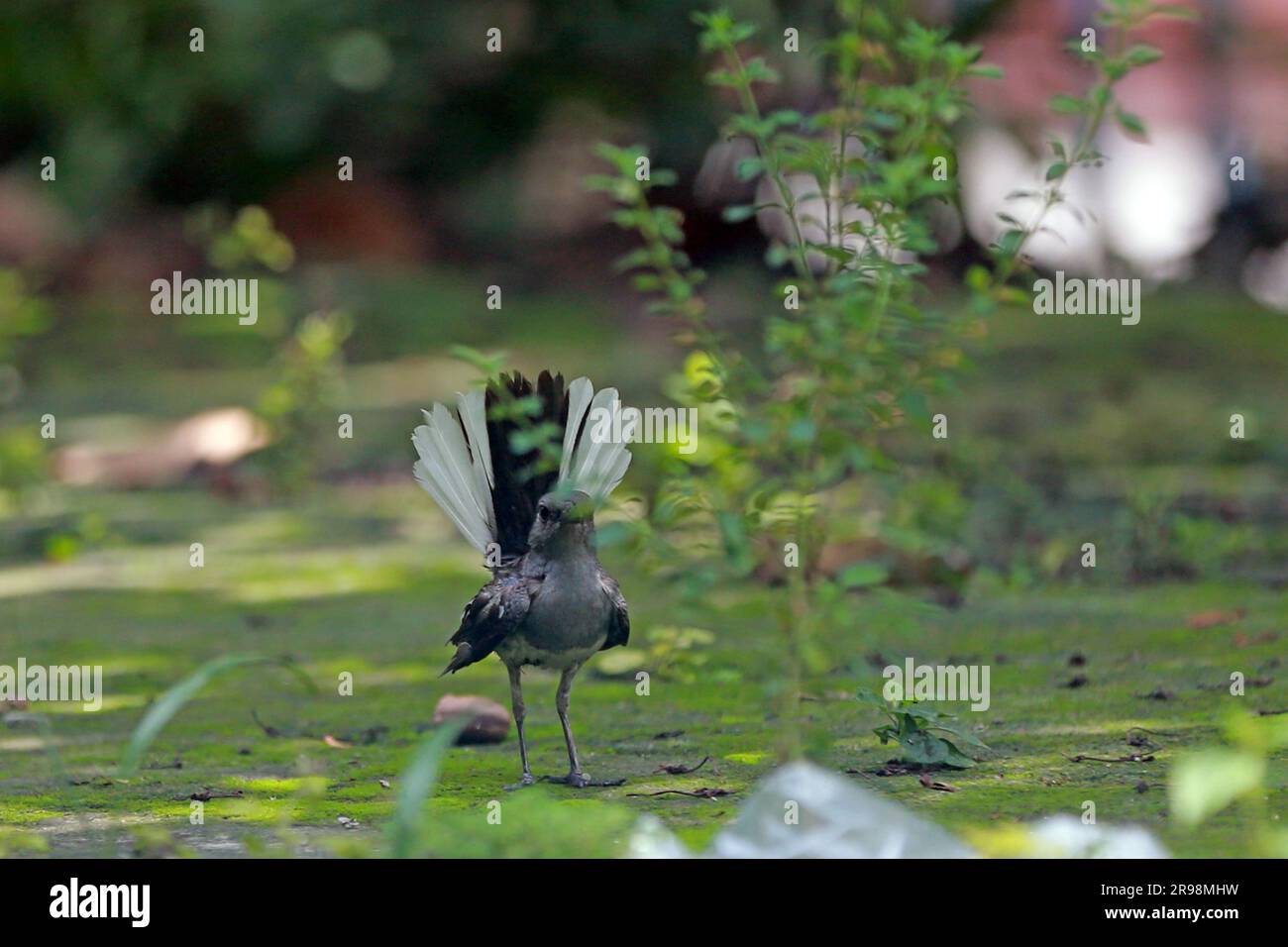 The National Bird of Bangladesh is the Oriental Magpie-Robin. They are ...