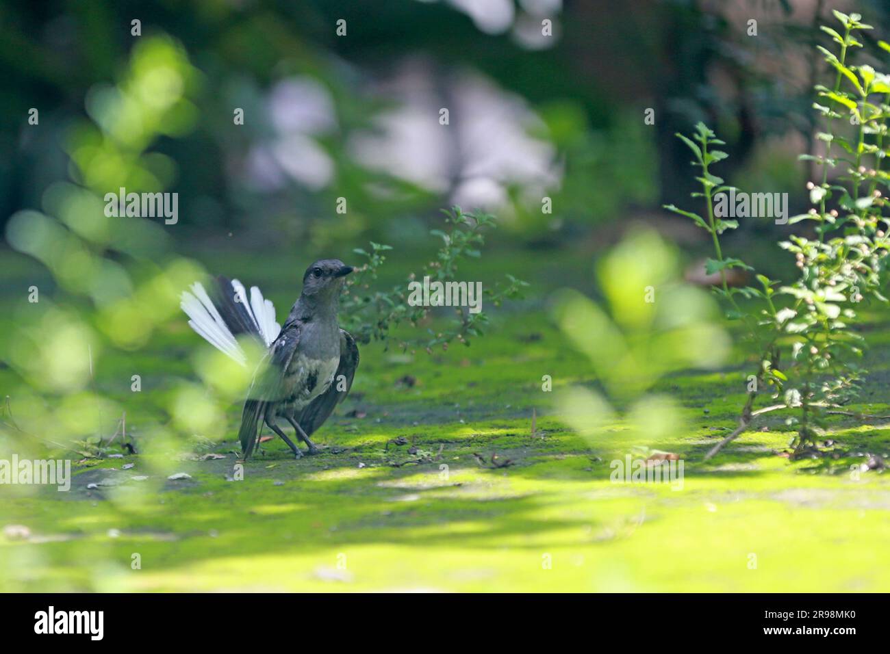 The National Bird of Bangladesh is the Oriental Magpie-Robin. They are ...