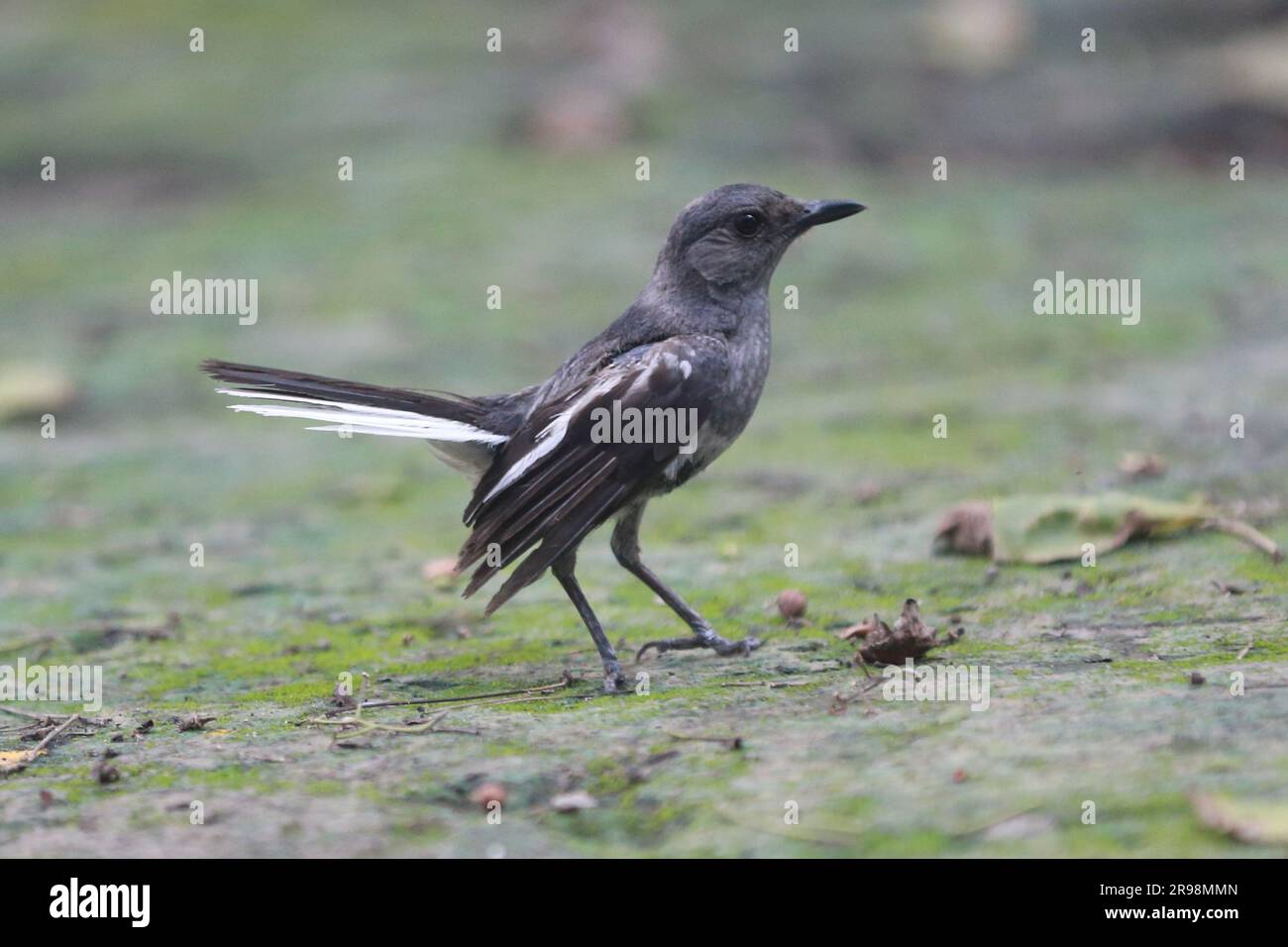 The National Bird of Bangladesh is the Oriental Magpie-Robin. They are ...
