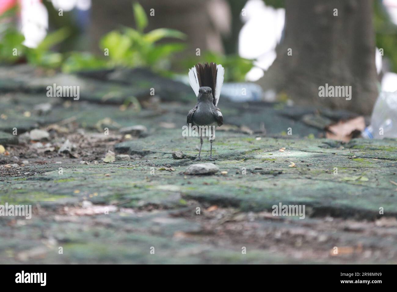 The National Bird of Bangladesh is the Oriental Magpie-Robin. They are ...