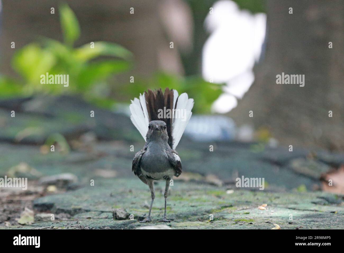 The National Bird of Bangladesh is the Oriental Magpie-Robin. They are ...