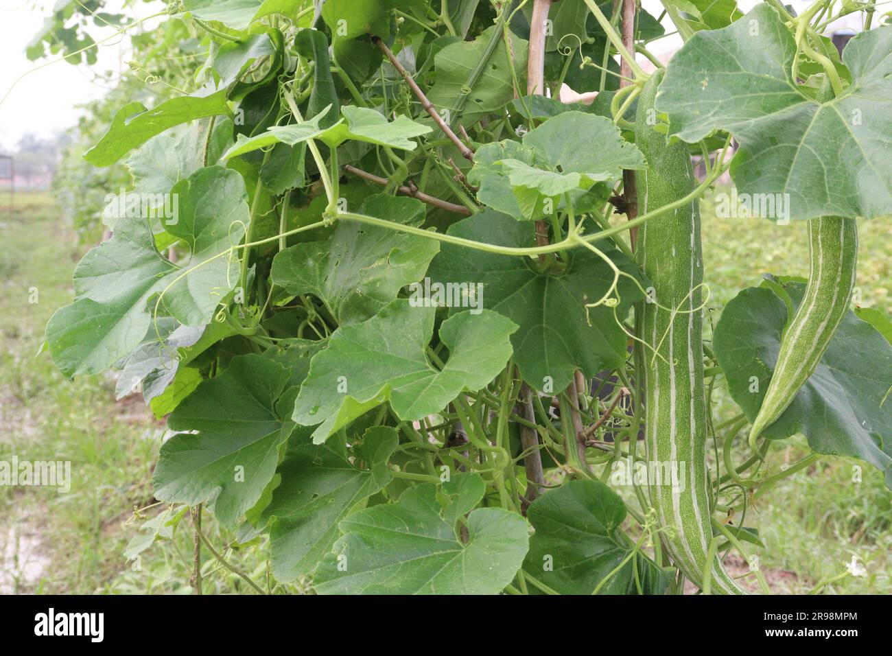 Healthy Snake Gourd on tree in farm for harvest are cash crops Stock ...