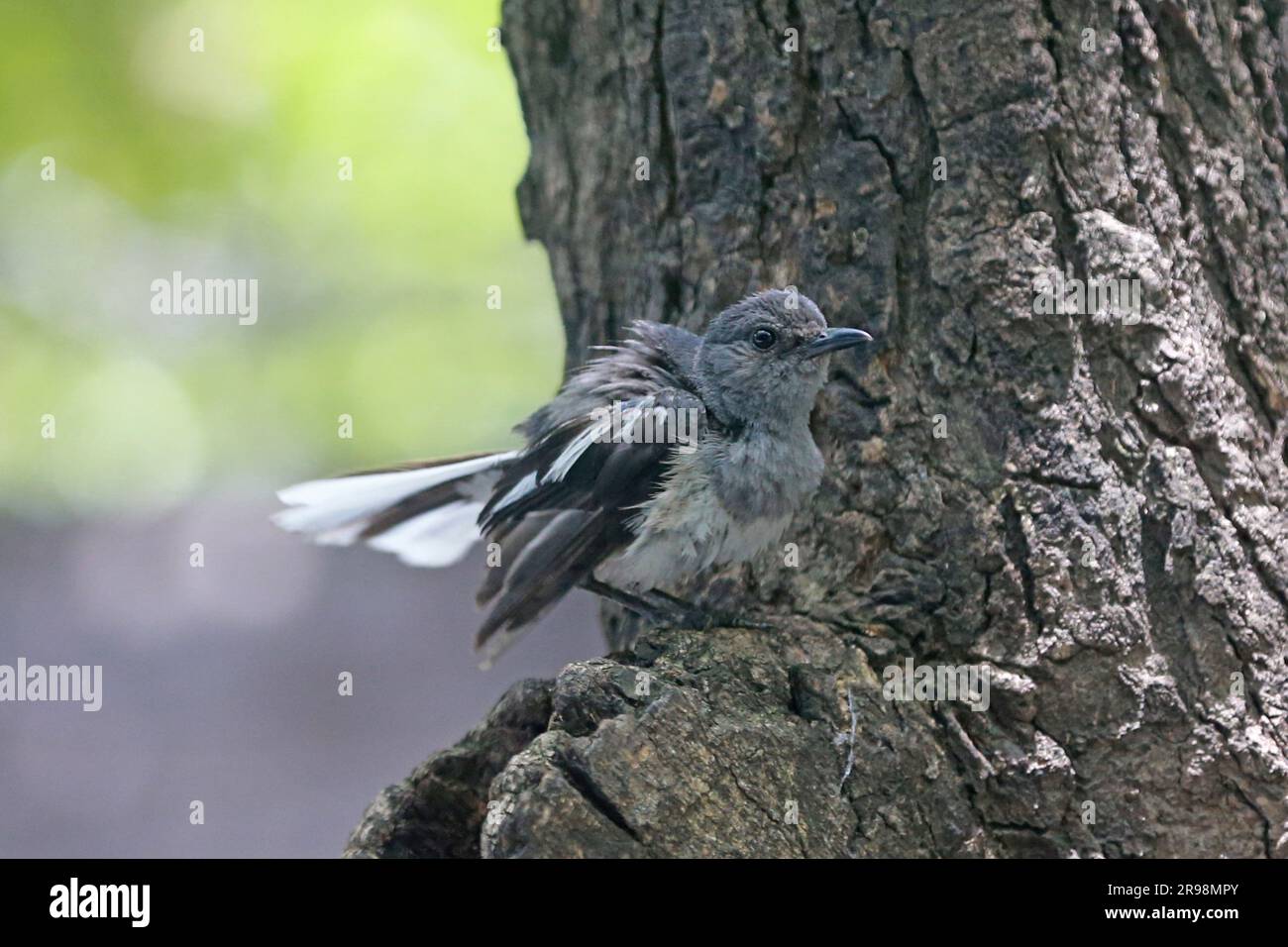 The National Bird of Bangladesh is the Oriental Magpie-Robin. They are ...