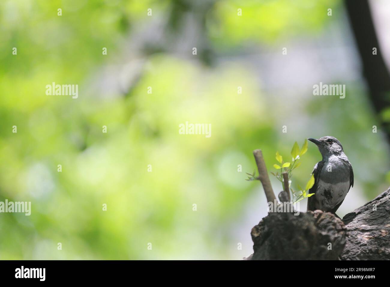 The National Bird of Bangladesh is the Oriental Magpie-Robin. They are ...
